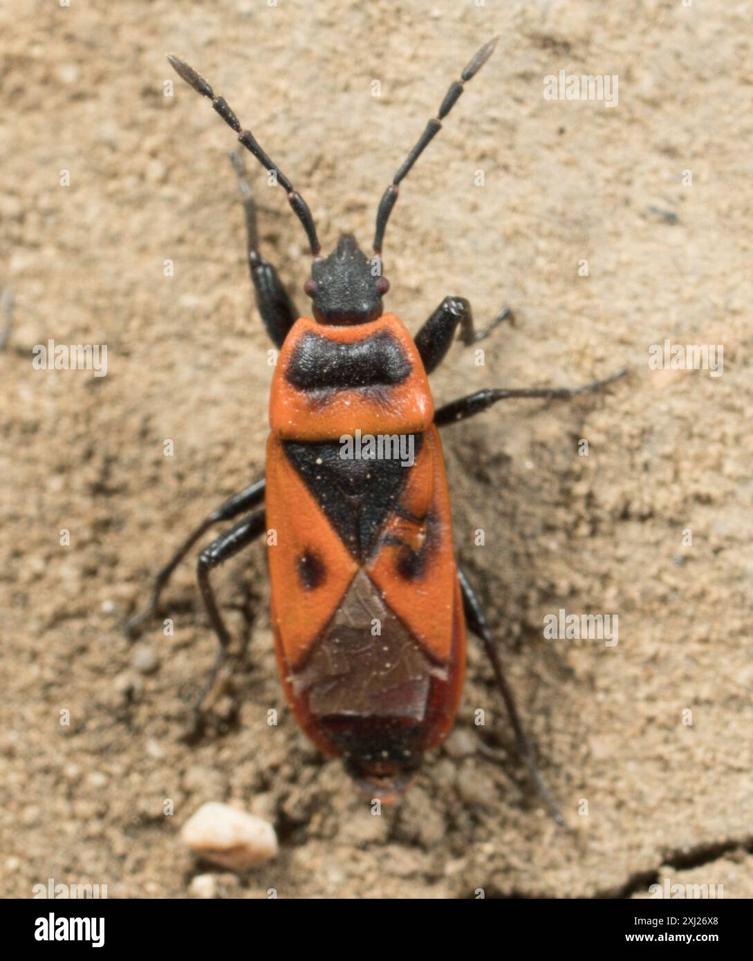 Mediterranean red bug (Scantius aegyptius) Insecta Stock Photo - Alamy