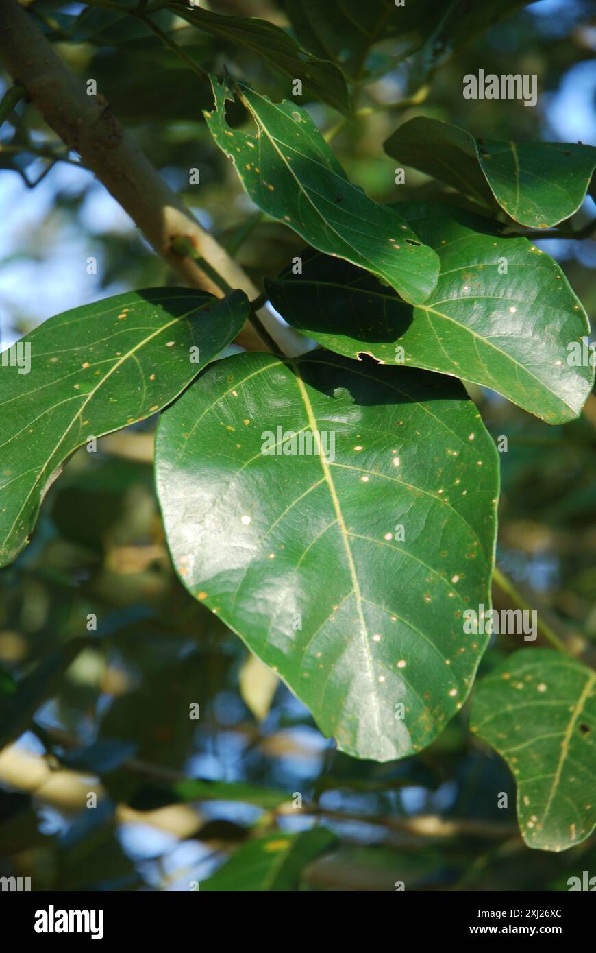 Erythrina fusca hi-res stock photography and images - Alamy
