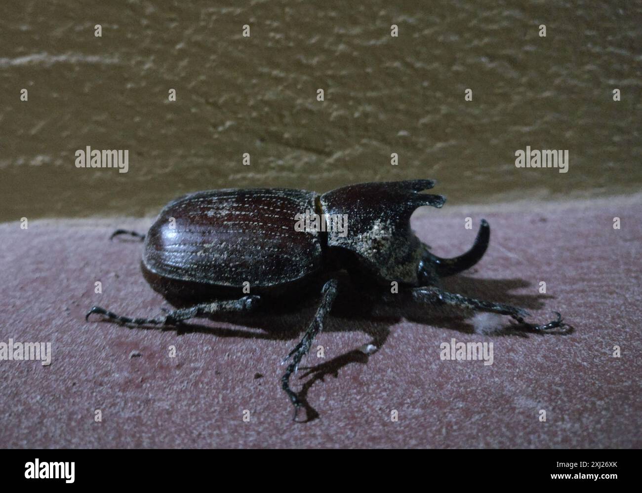 Coelosis hi-res stock photography and images - Alamy