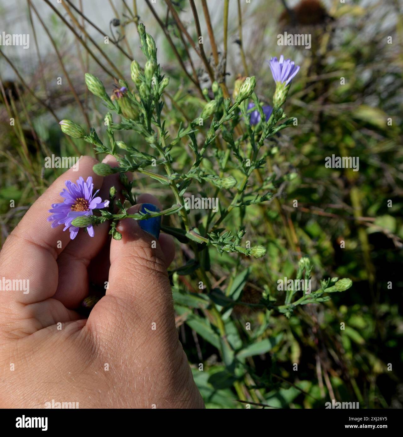 smooth blue aster (Symphyotrichum laeve) Plantae Stock Photo - Alamy