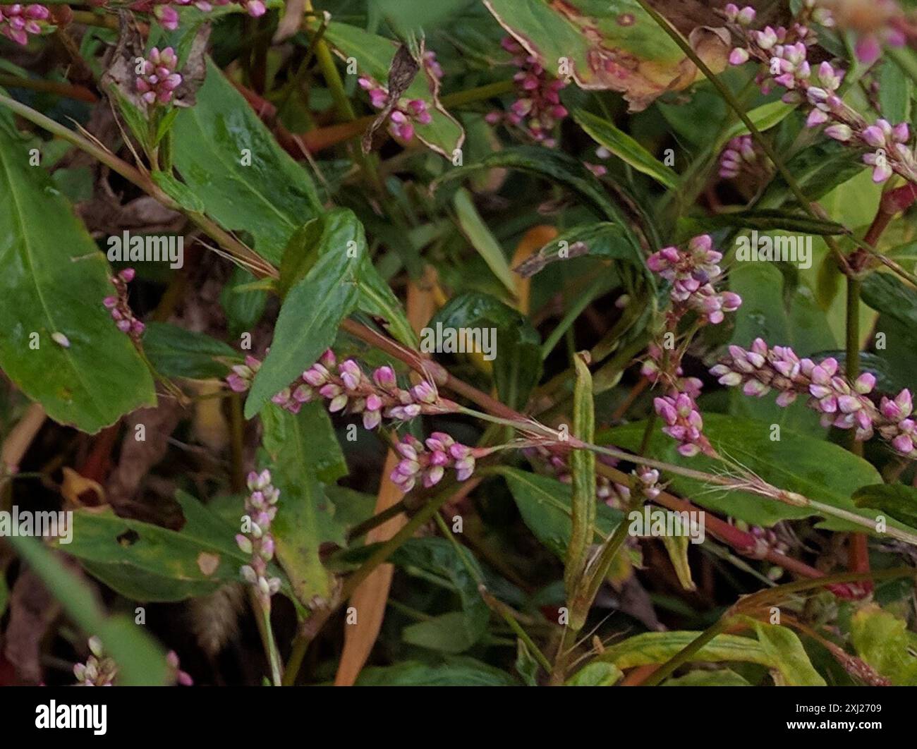 low smartweed (Persicaria longiseta) Plantae Stock Photo - Alamy