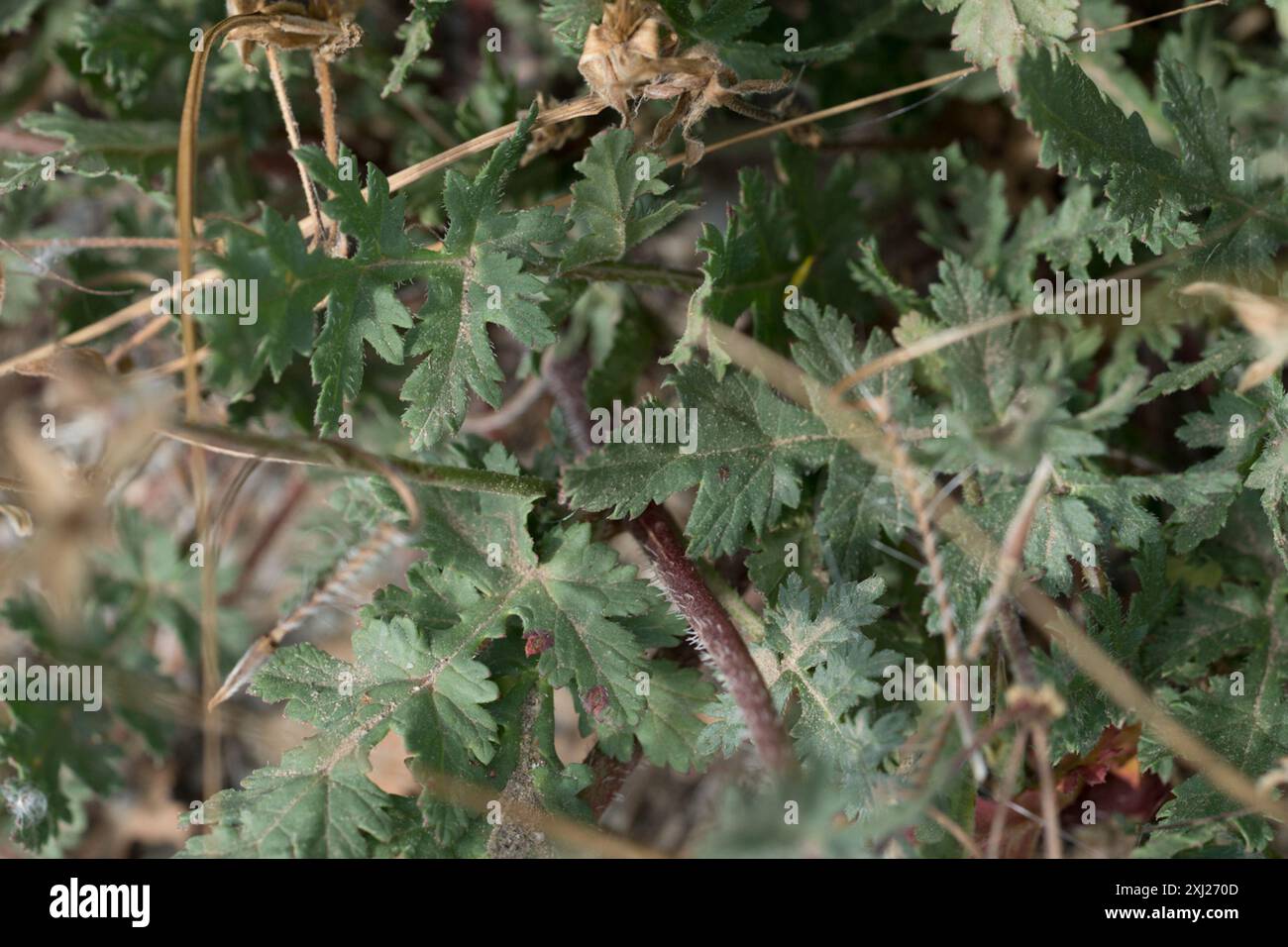 Mediterranean Stork's-bill (Erodium botrys) Plantae Stock Photo - Alamy