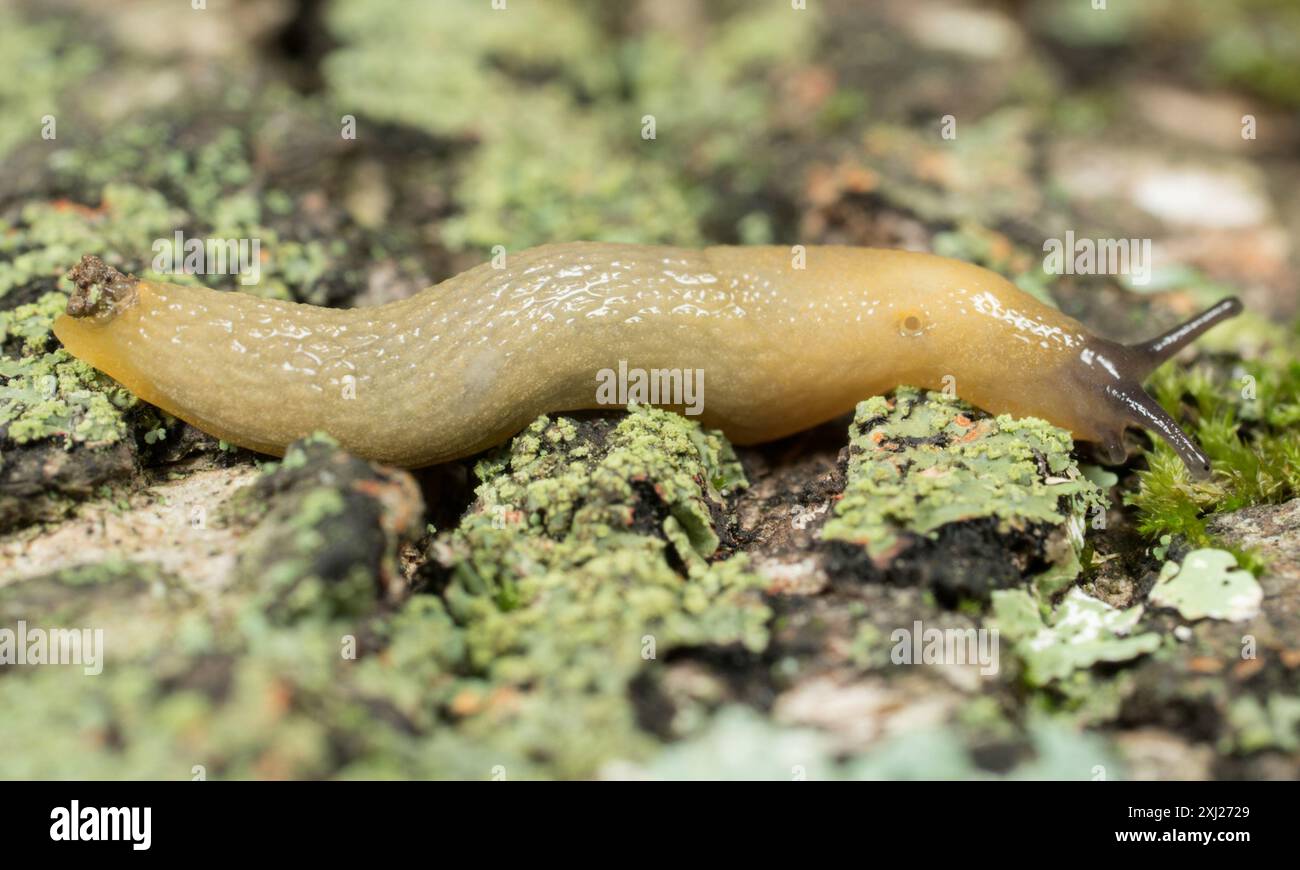 Hedgehog Slug (Arion intermedius) Mollusca Stock Photo - Alamy