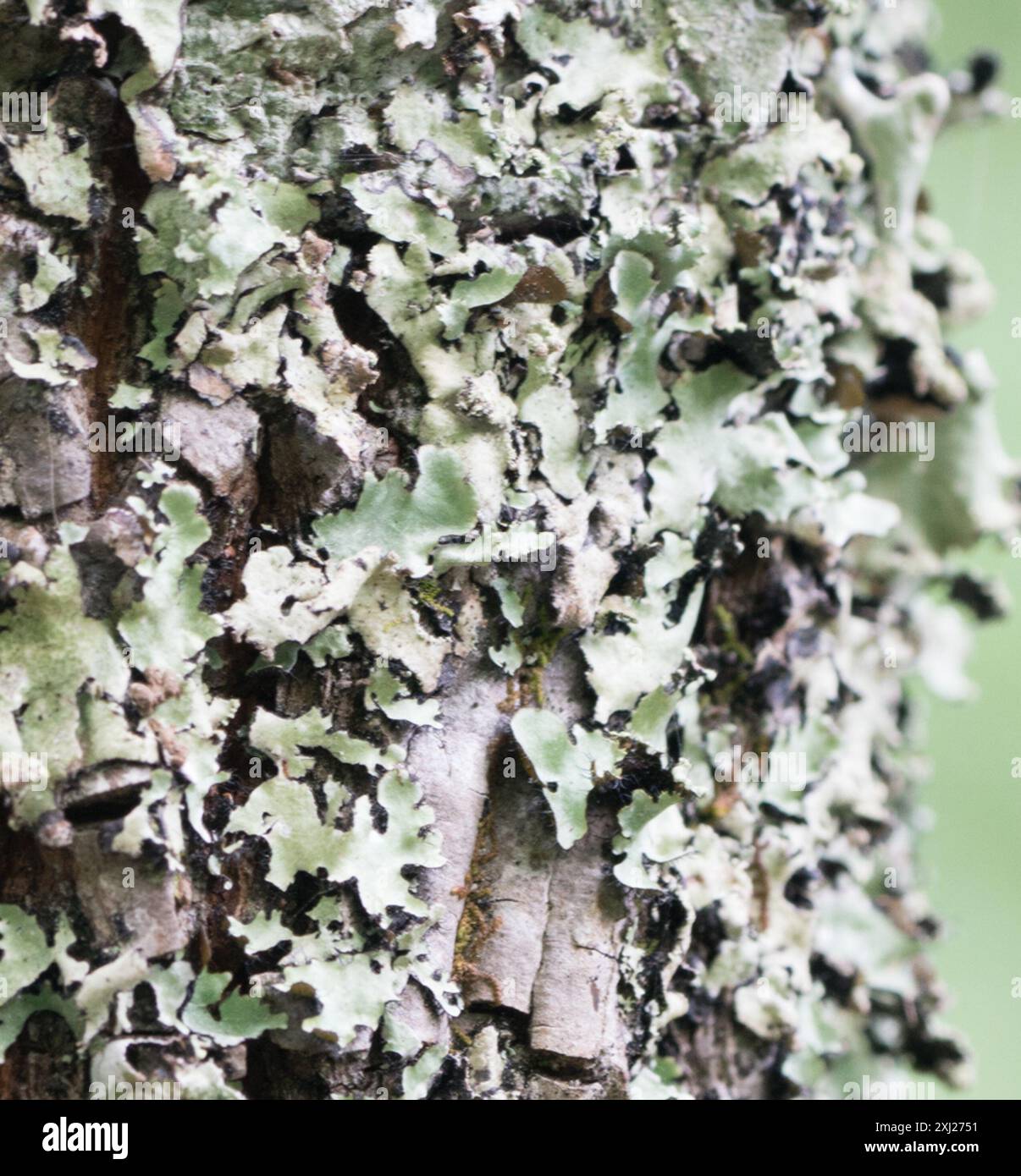 Ruffle Lichens (Parmotrema) Fungi Stock Photo - Alamy