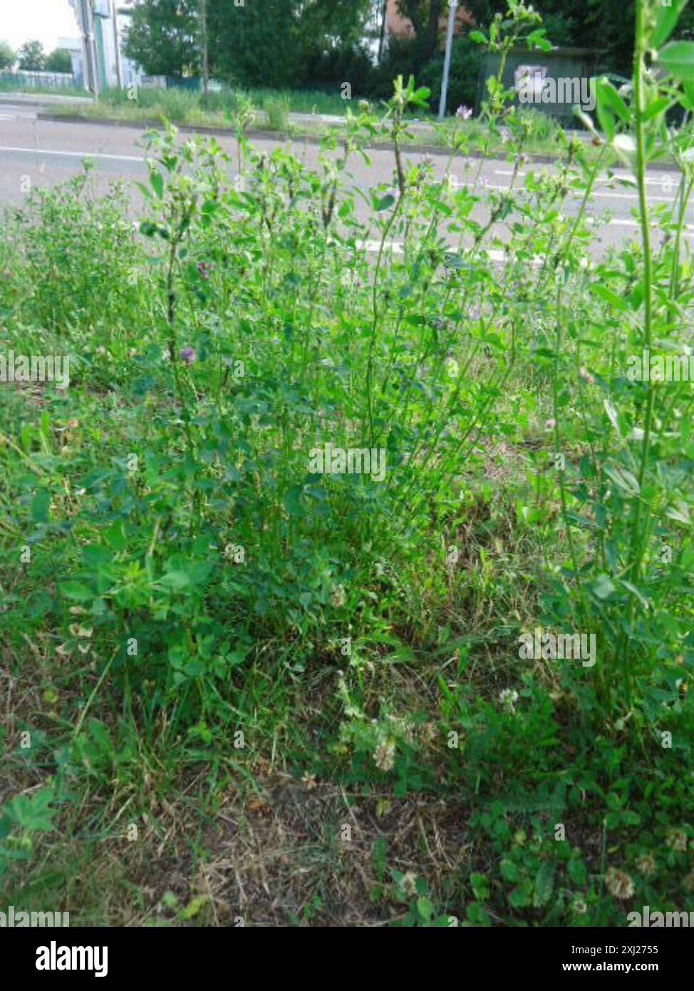 Alfalfa Complex (Medicago sativa) Plantae Stock Photo - Alamy