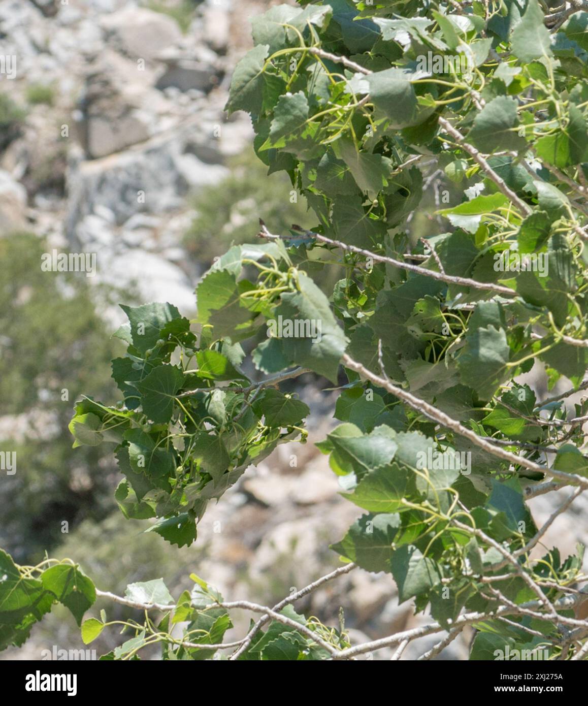 Fremont Cottonwood (Populus fremontii) Plantae Stock Photo - Alamy