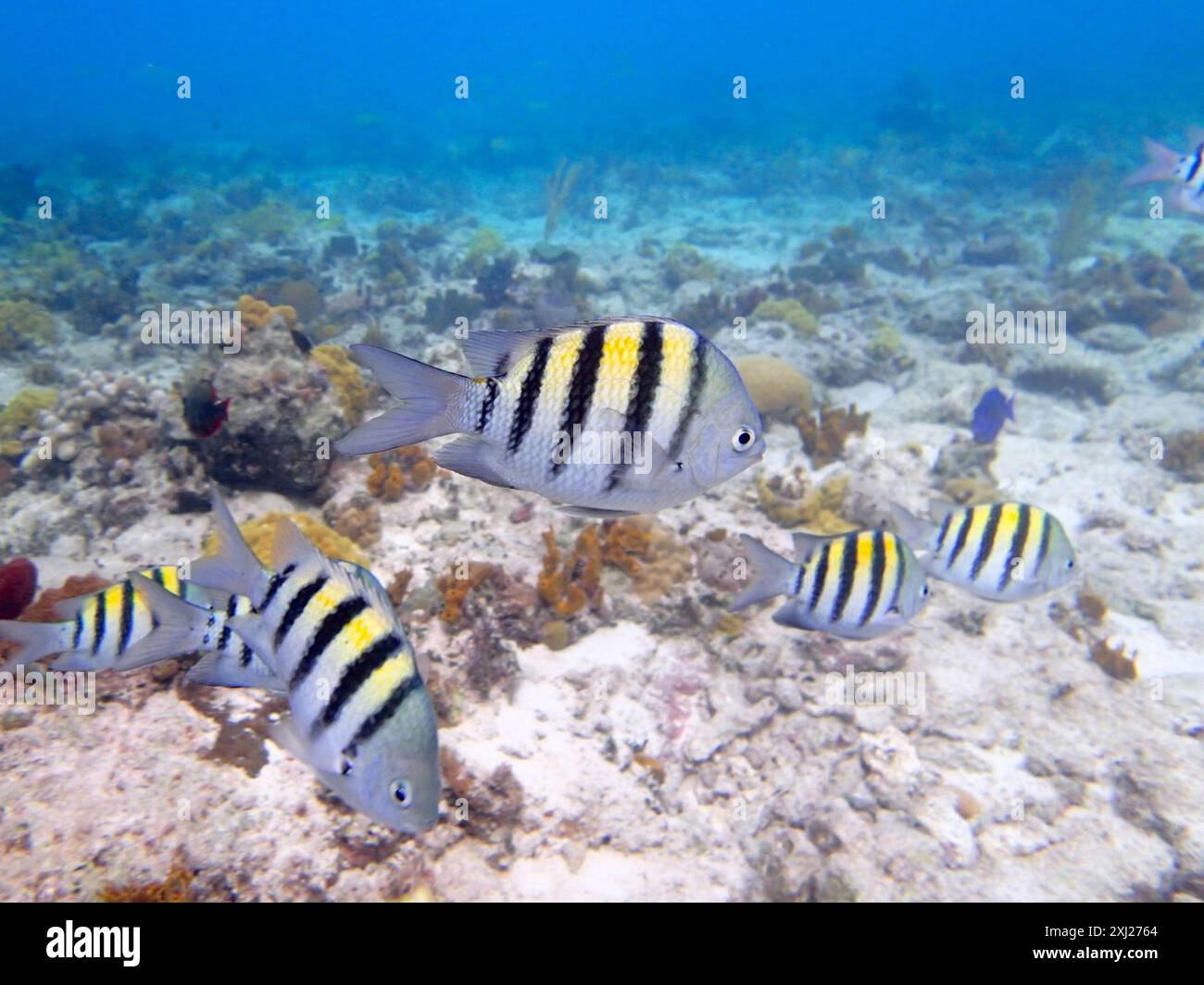 Atlantic Sergeant Major (Abudefduf saxatilis) Actinopterygii Stock ...