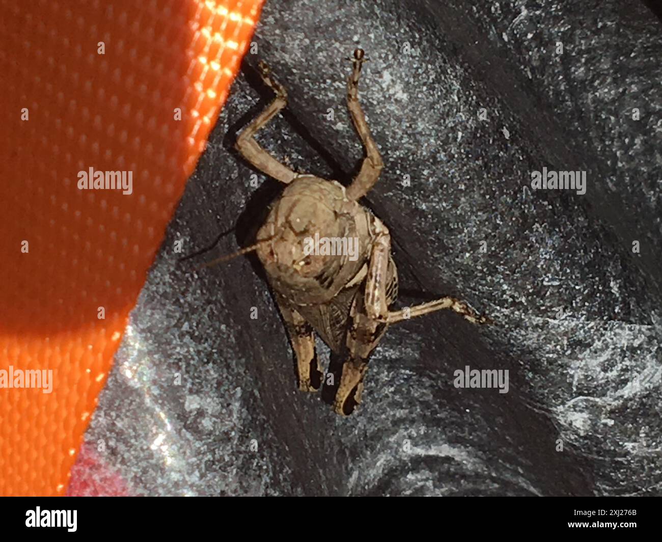 Ponderous Spur-throat Grasshopper (Melanoplus ponderosus) Insecta Stock ...