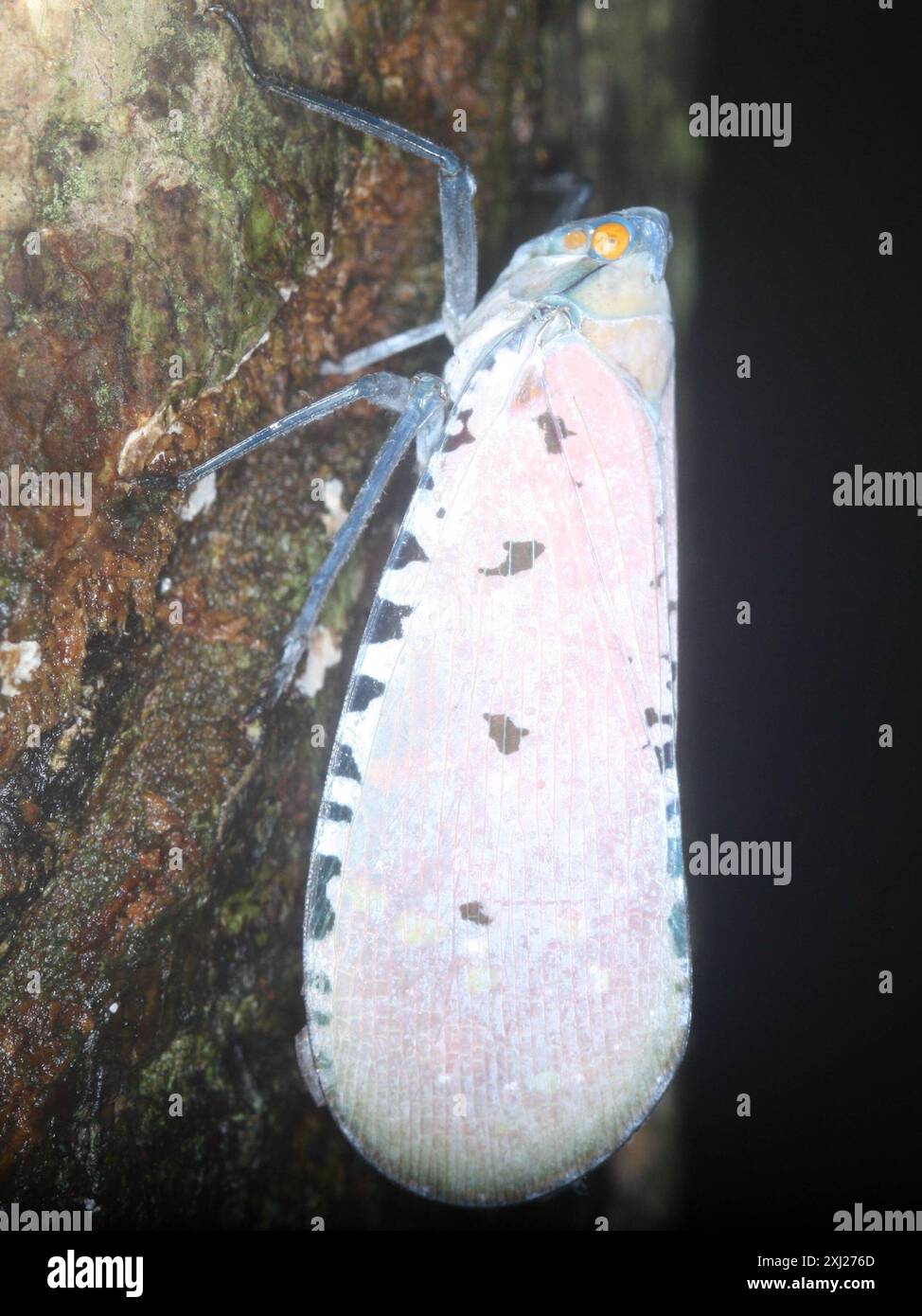 Aphaena hi-res stock photography and images - Alamy