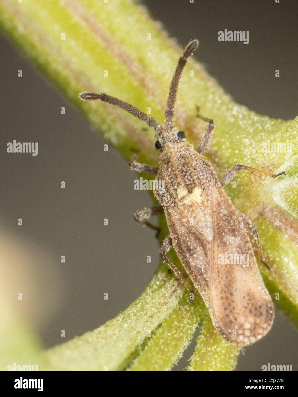 Lantana Lace Bug (Teleonemia scrupulosa) Insecta Stock Photo - Alamy