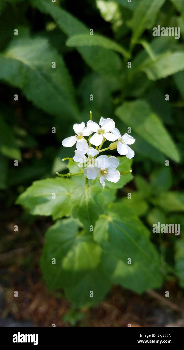 Bittercresses and Toothworts (Cardamine) Plantae Stock Photo - Alamy