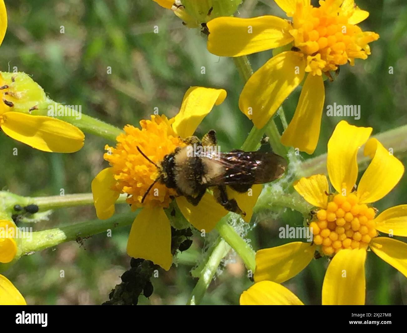 Mining Bees (Andrena) Insecta Stock Photo - Alamy