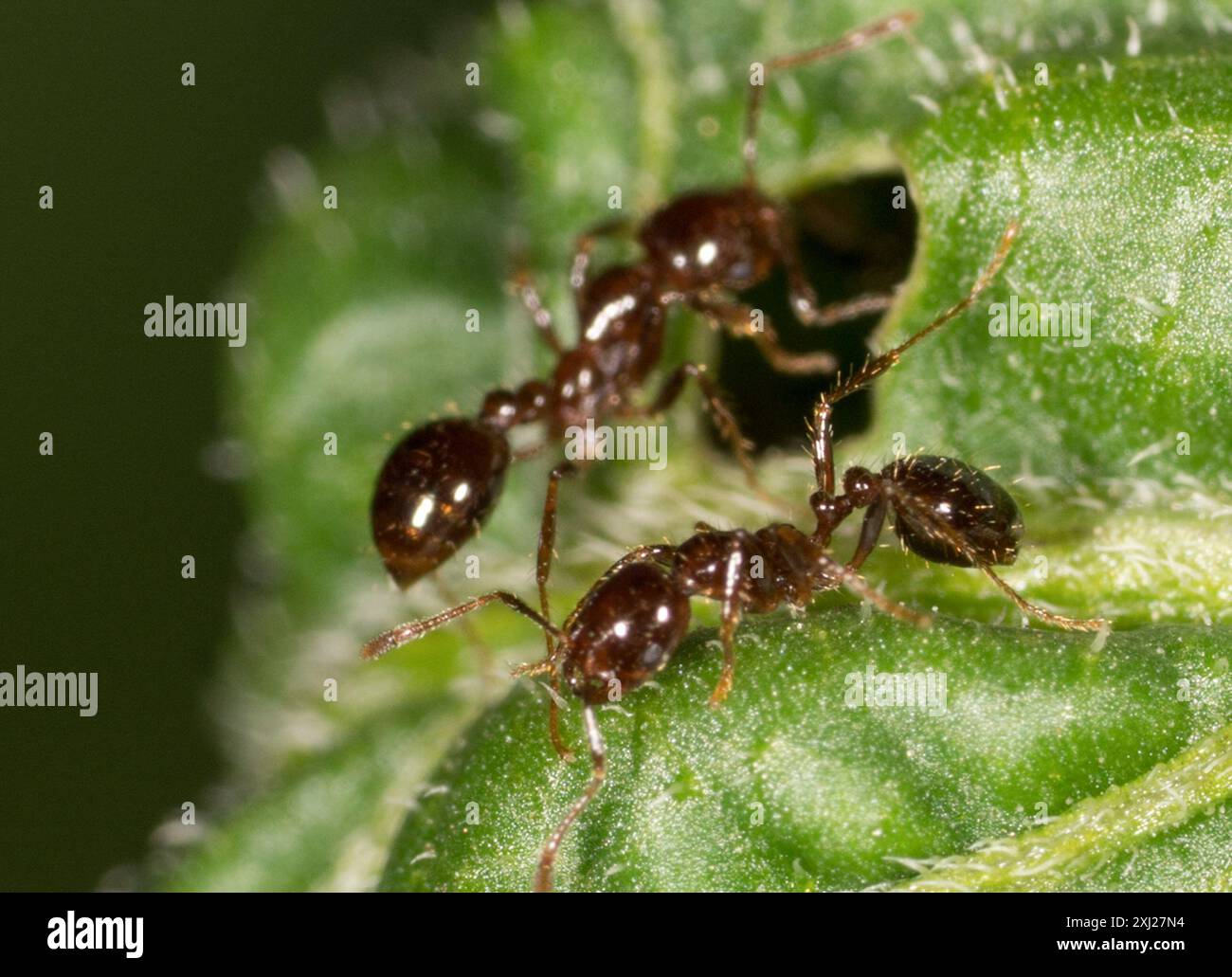 Solenopsis Fire Ants and Thief Ants (Solenopsis) Insecta Stock Photo ...