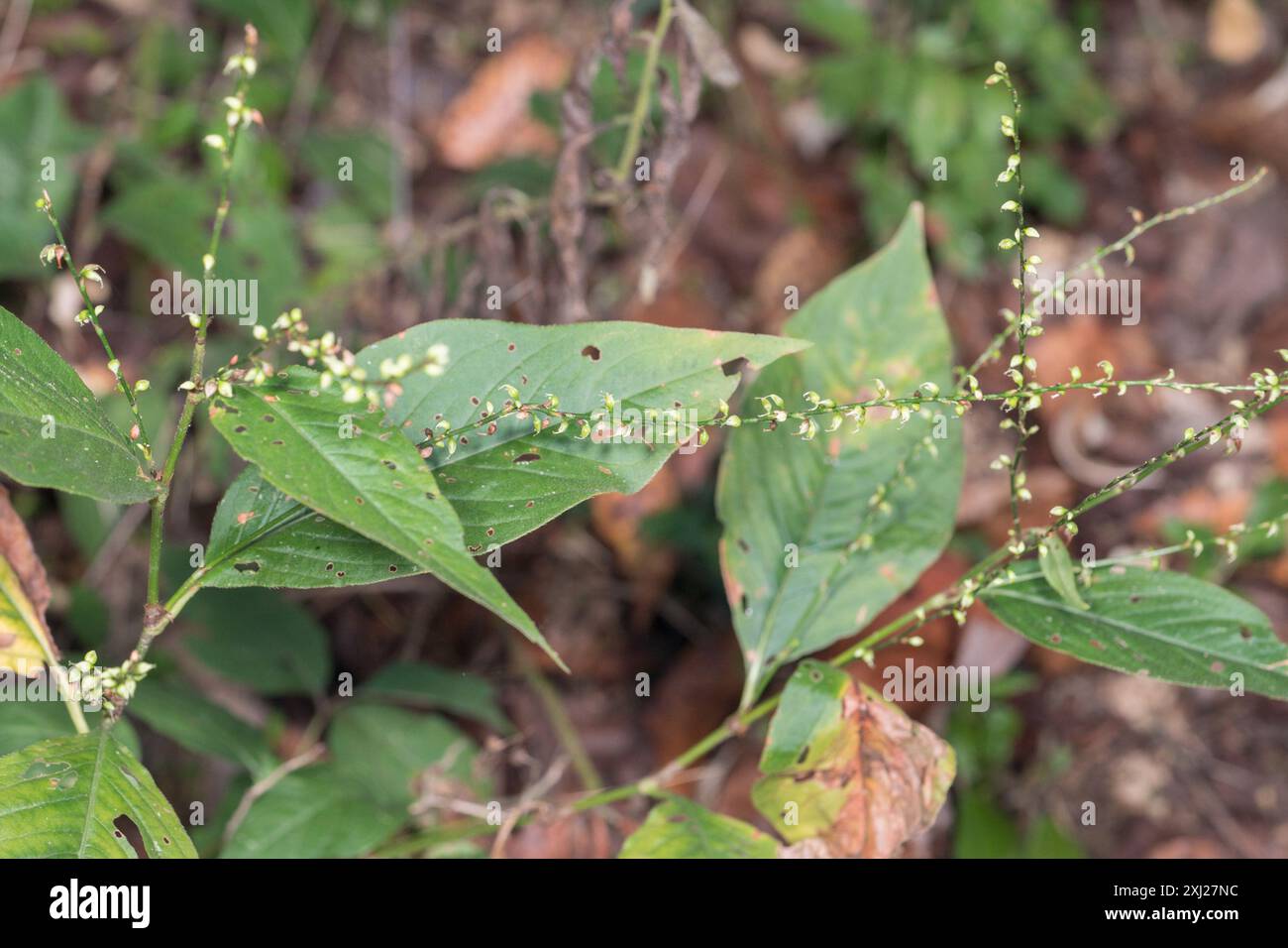 American jumpseed (Persicaria virginiana) Plantae Stock Photo - Alamy