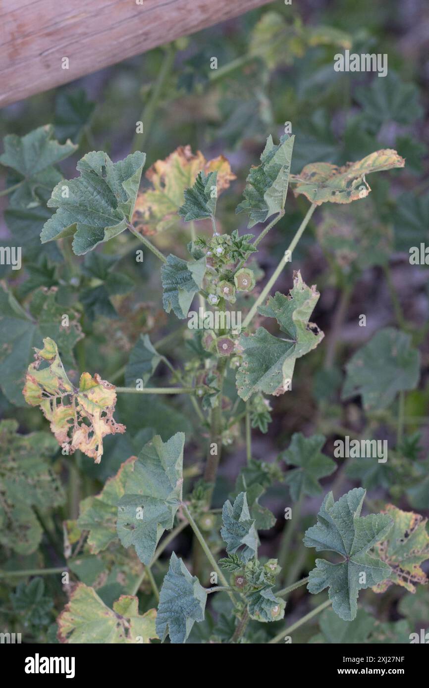 cheeseweed mallow (Malva parviflora) Plantae Stock Photo - Alamy
