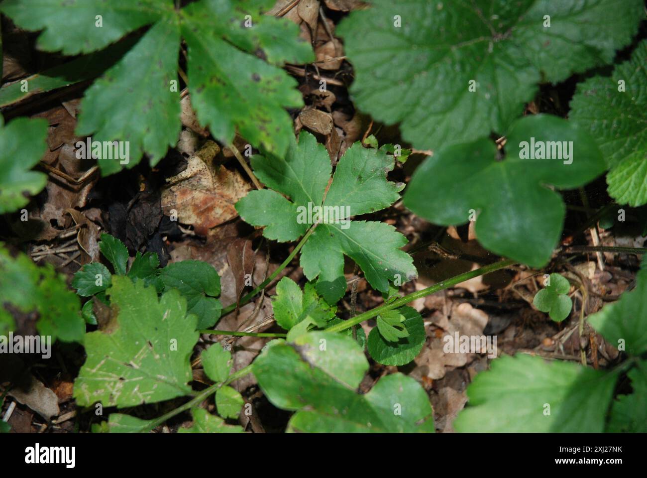 wood sanicle (Sanicula europaea) Plantae Stock Photo - Alamy