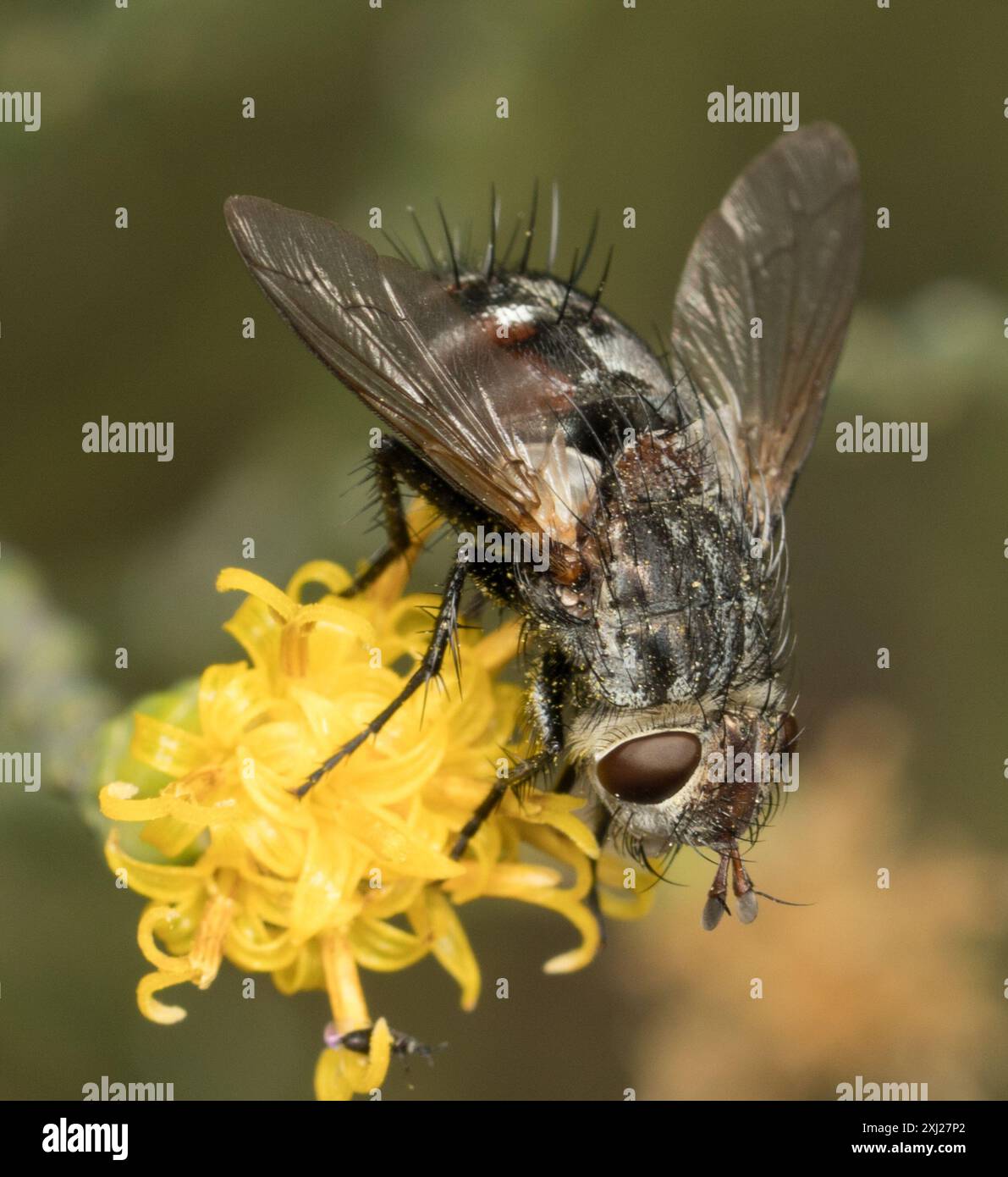 Bristle Flies (Tachinidae) Insecta Stock Photo - Alamy