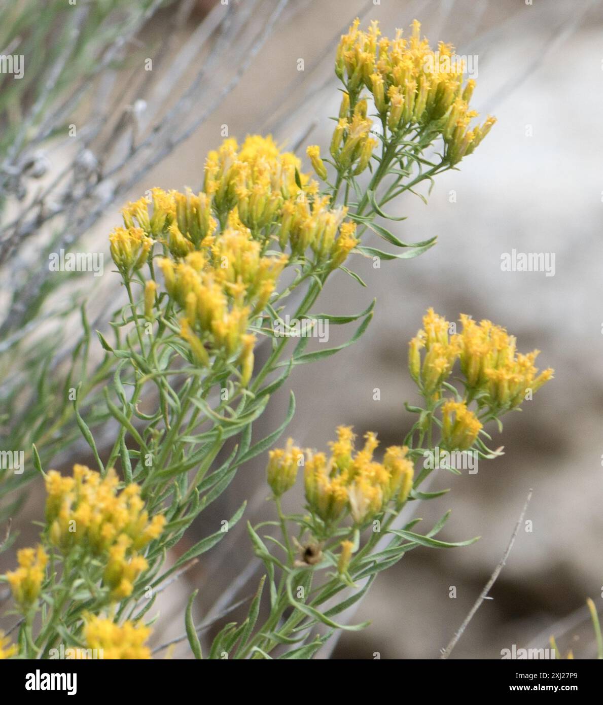 Rubber Rabbitbrush (Ericameria nauseosa) Plantae Stock Photo - Alamy