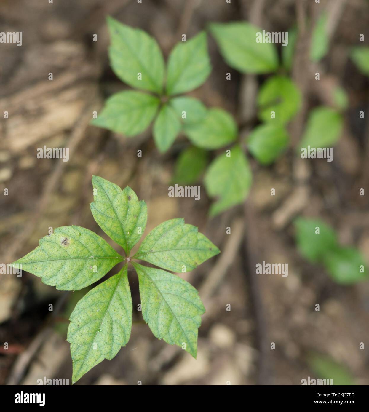 Virginia creeper (Parthenocissus quinquefolia) Plantae Stock Photo - Alamy
