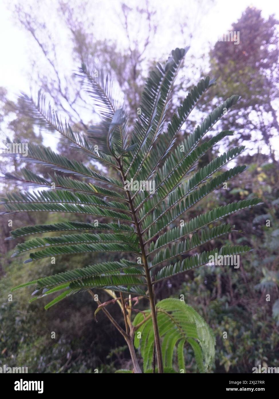 Plume Albizia (Paraserianthes lophantha) Plantae Stock Photo - Alamy