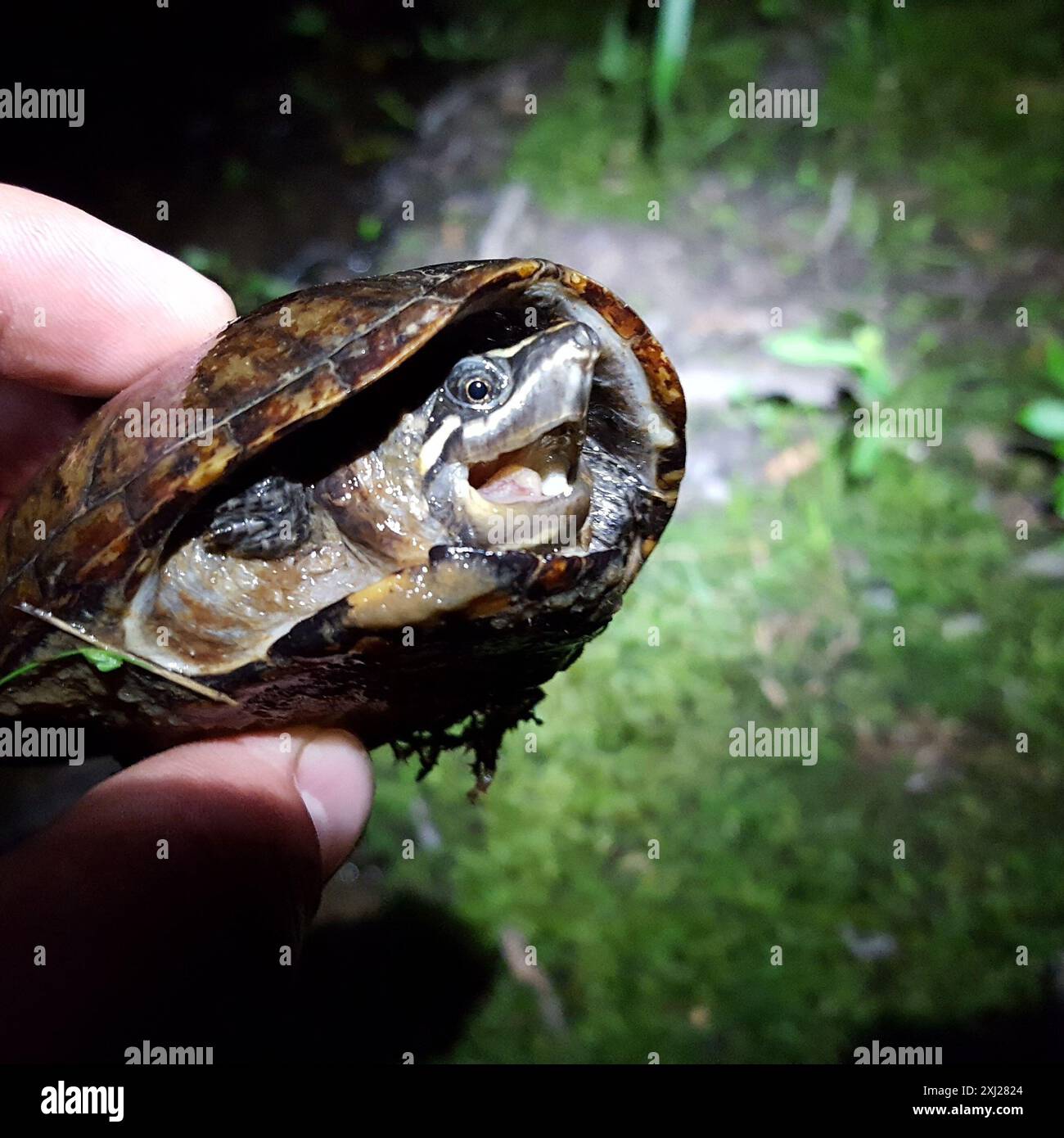 Eastern Musk Turtle (Sternotherus odoratus) Reptilia Stock Photo - Alamy
