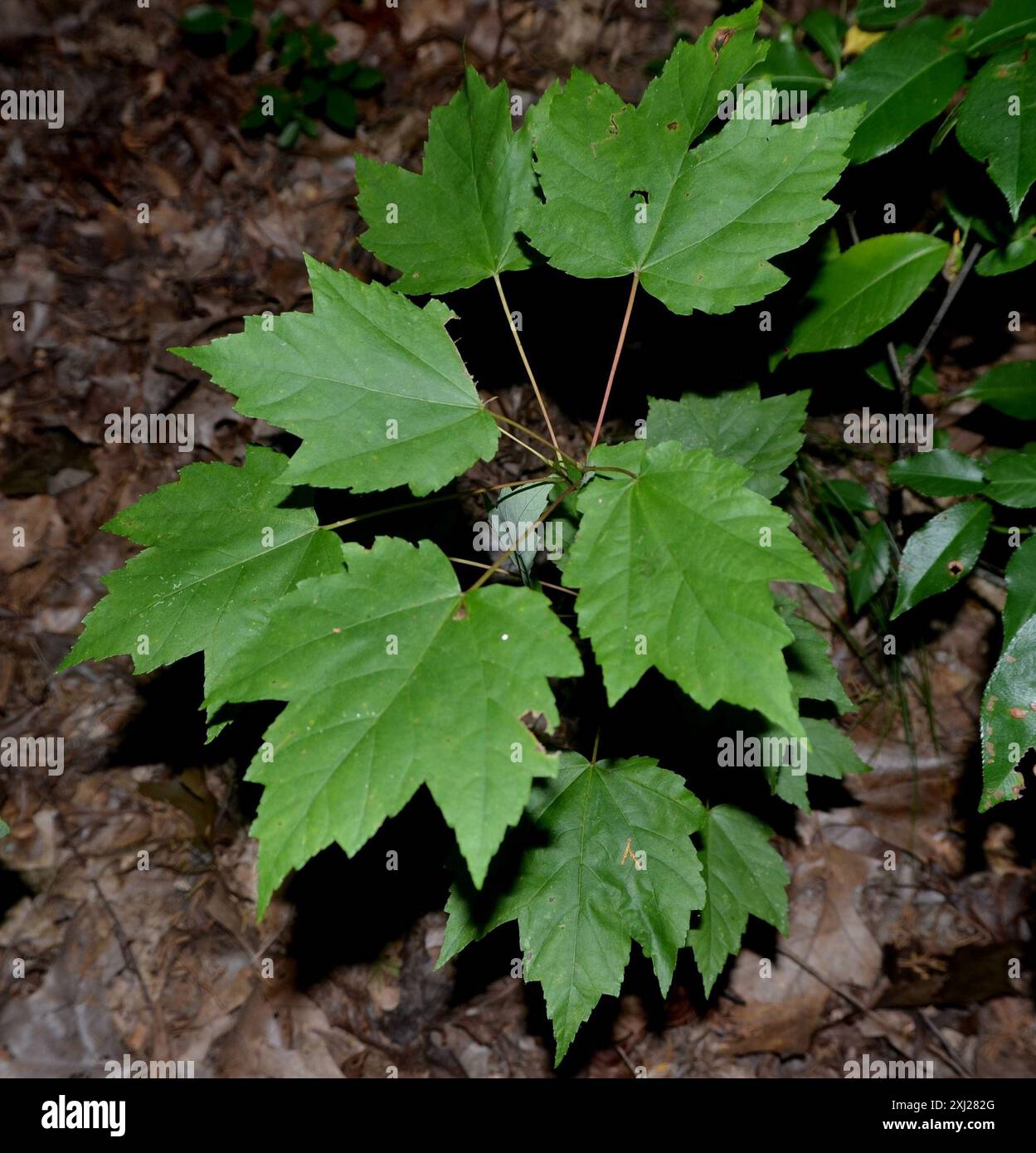 red maple (Acer rubrum) Plantae Stock Photo - Alamy