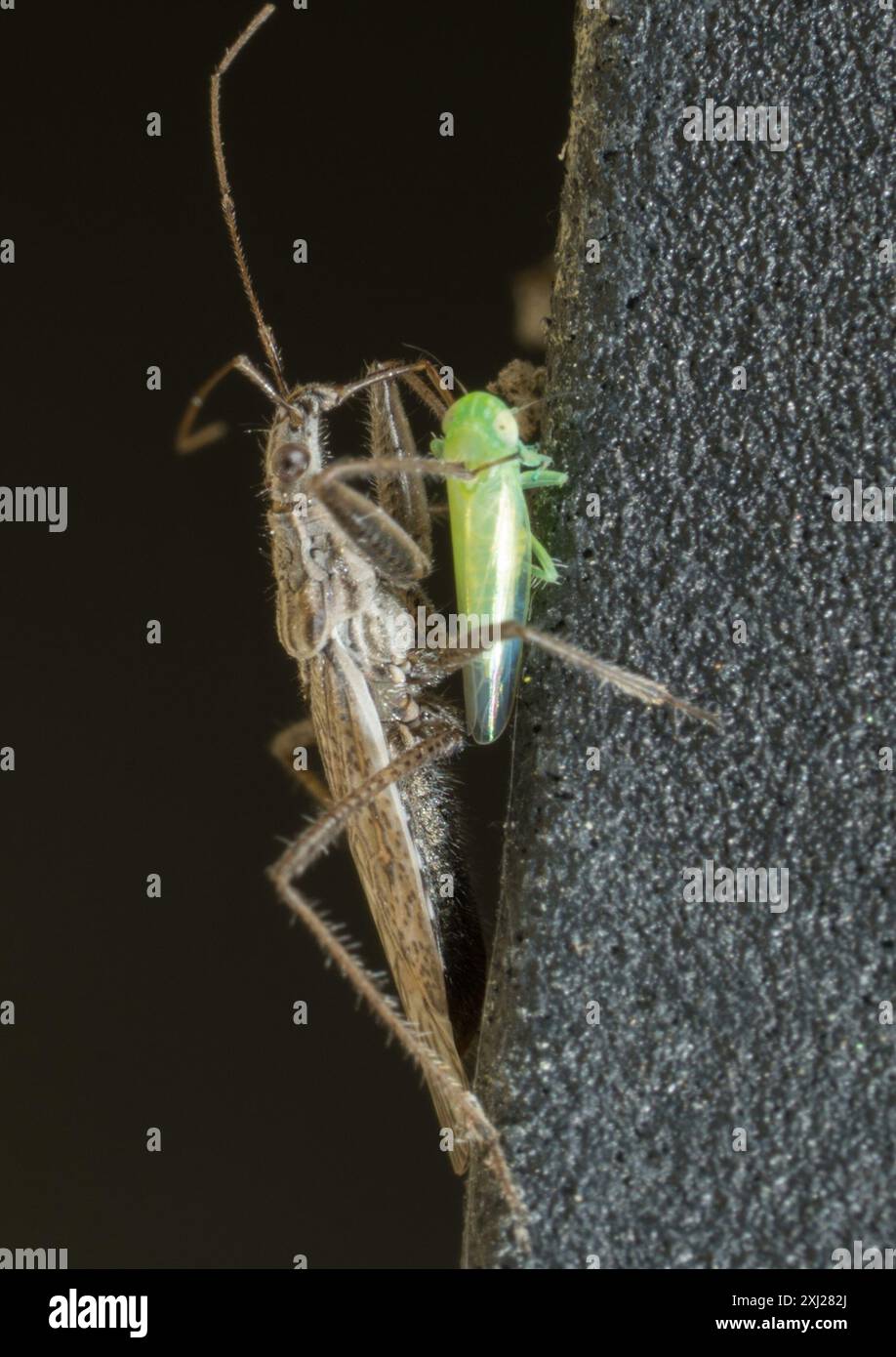 Common Damsel Bug (Nabis americoferus) Insecta Stock Photo - Alamy