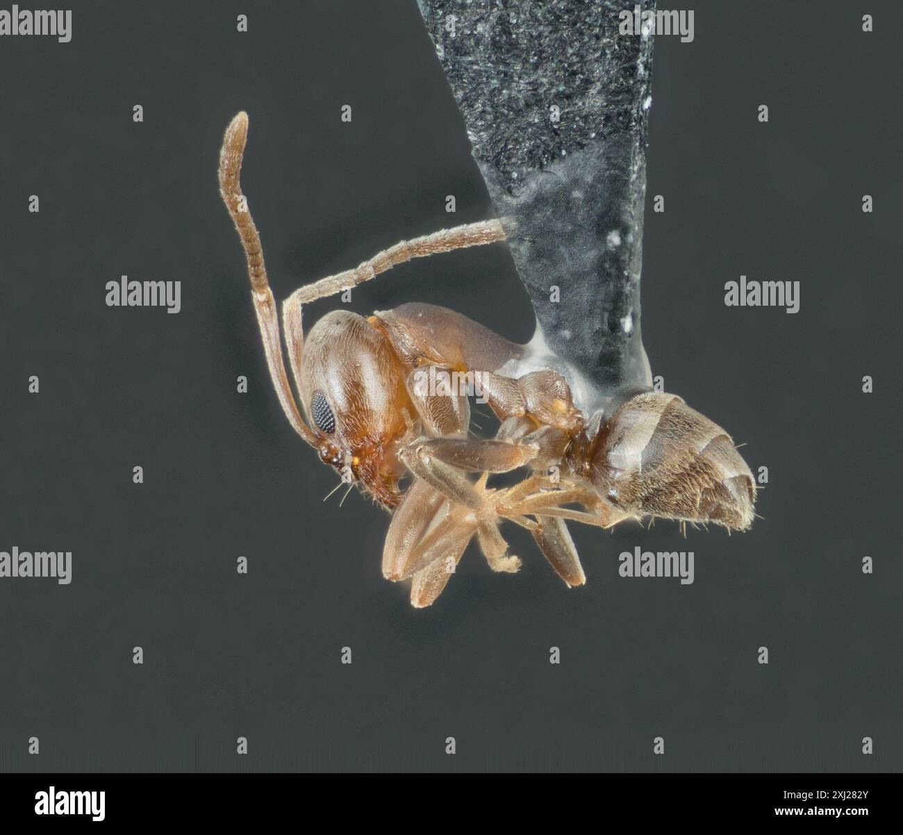 Argentine ant linepithema humile hi-res stock photography and images ...