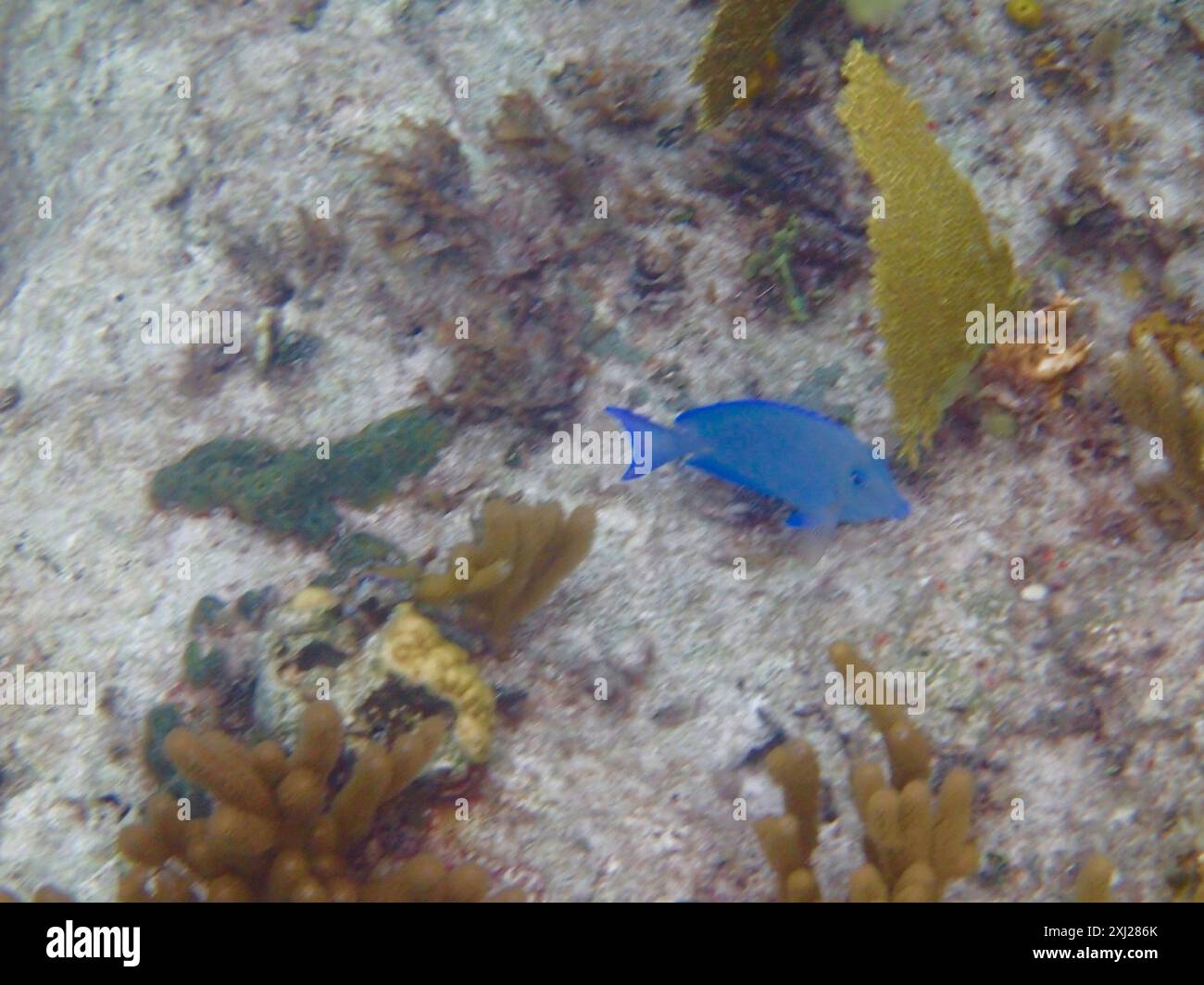 Atlantic Blue Tang (Acanthurus coeruleus) Actinopterygii Stock Photo ...