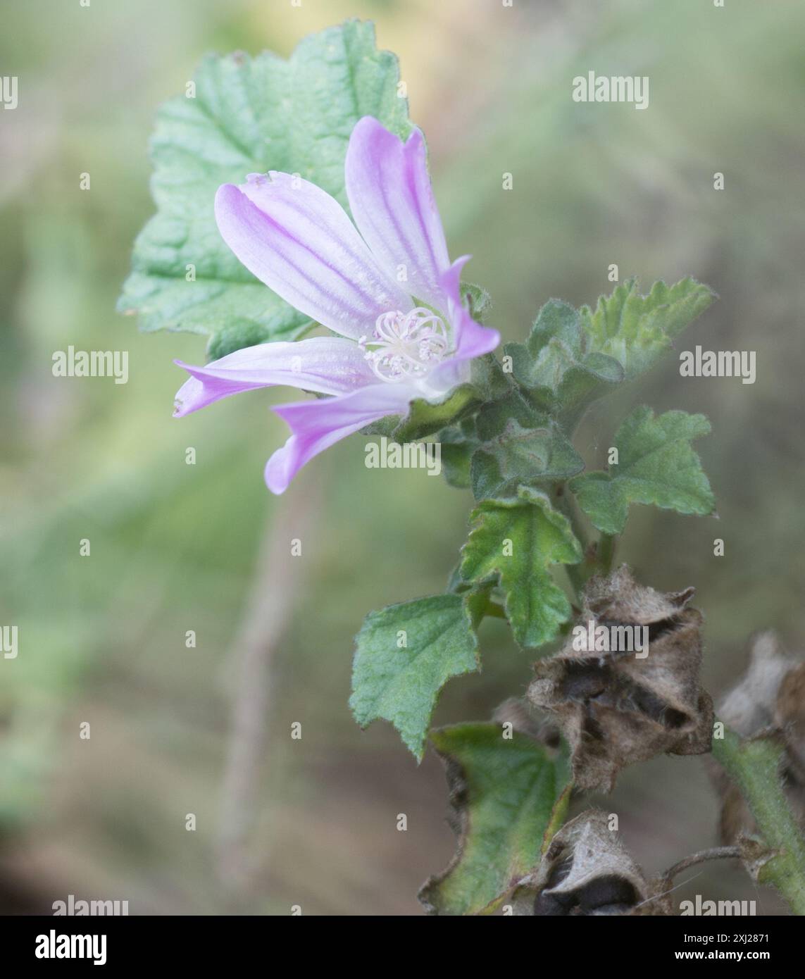 Cretan mallow (Malva multiflora) Plantae Stock Photo - Alamy