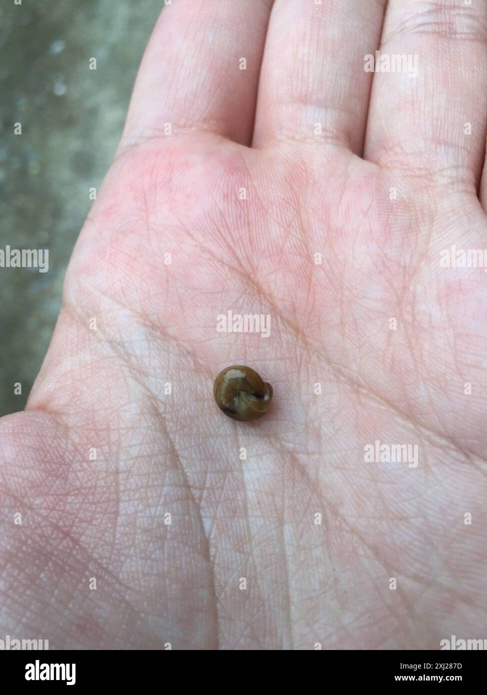 Common Land Snails and Slugs (Stylommatophora) Mollusca Stock Photo - Alamy