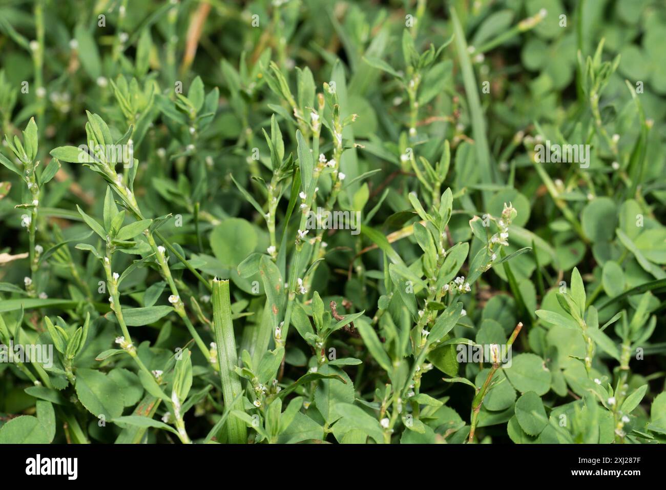knotweed family (Polygonaceae) Plantae Stock Photo - Alamy