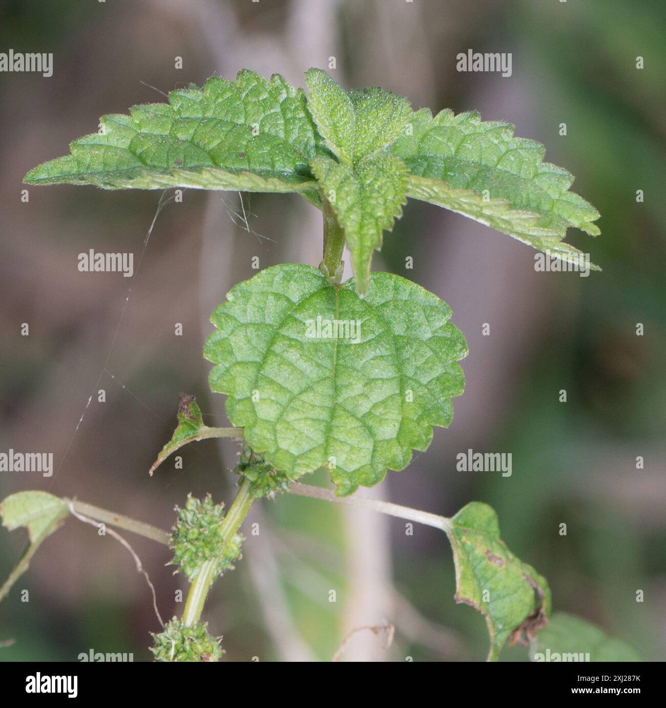 False nettle hi-res stock photography and images - Alamy