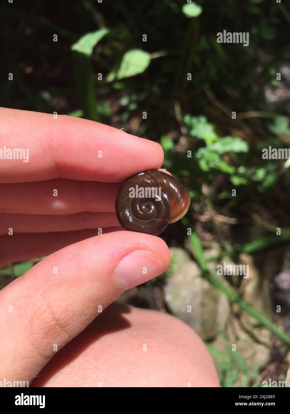 Marsh Ramshorn (Planorbella trivolvis) Mollusca Stock Photo - Alamy