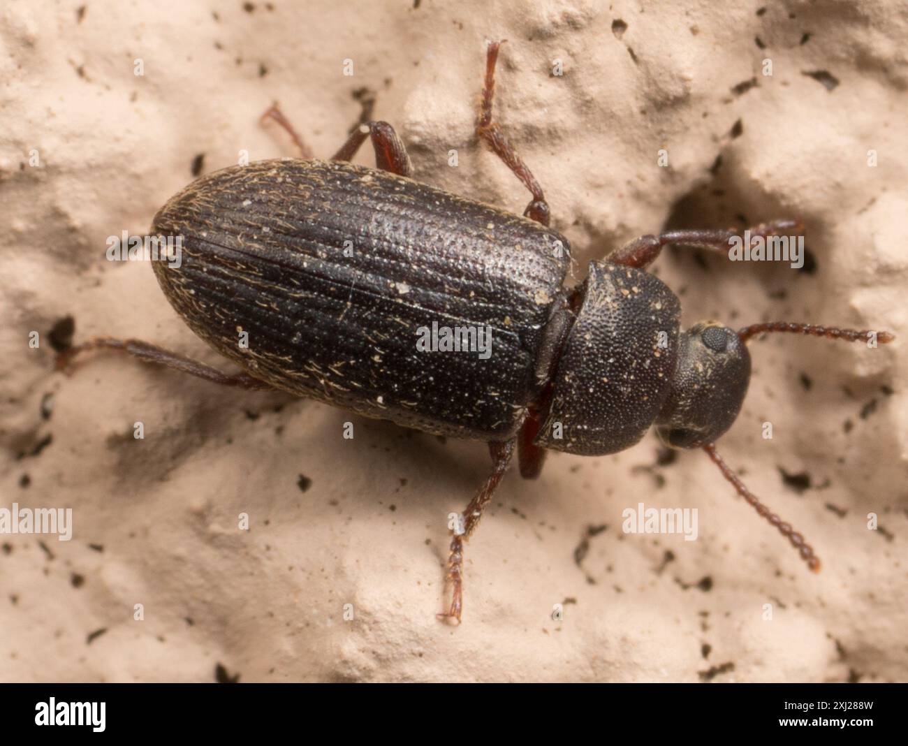 Darkling Beetles (Tenebrionidae) Insecta Stock Photo - Alamy