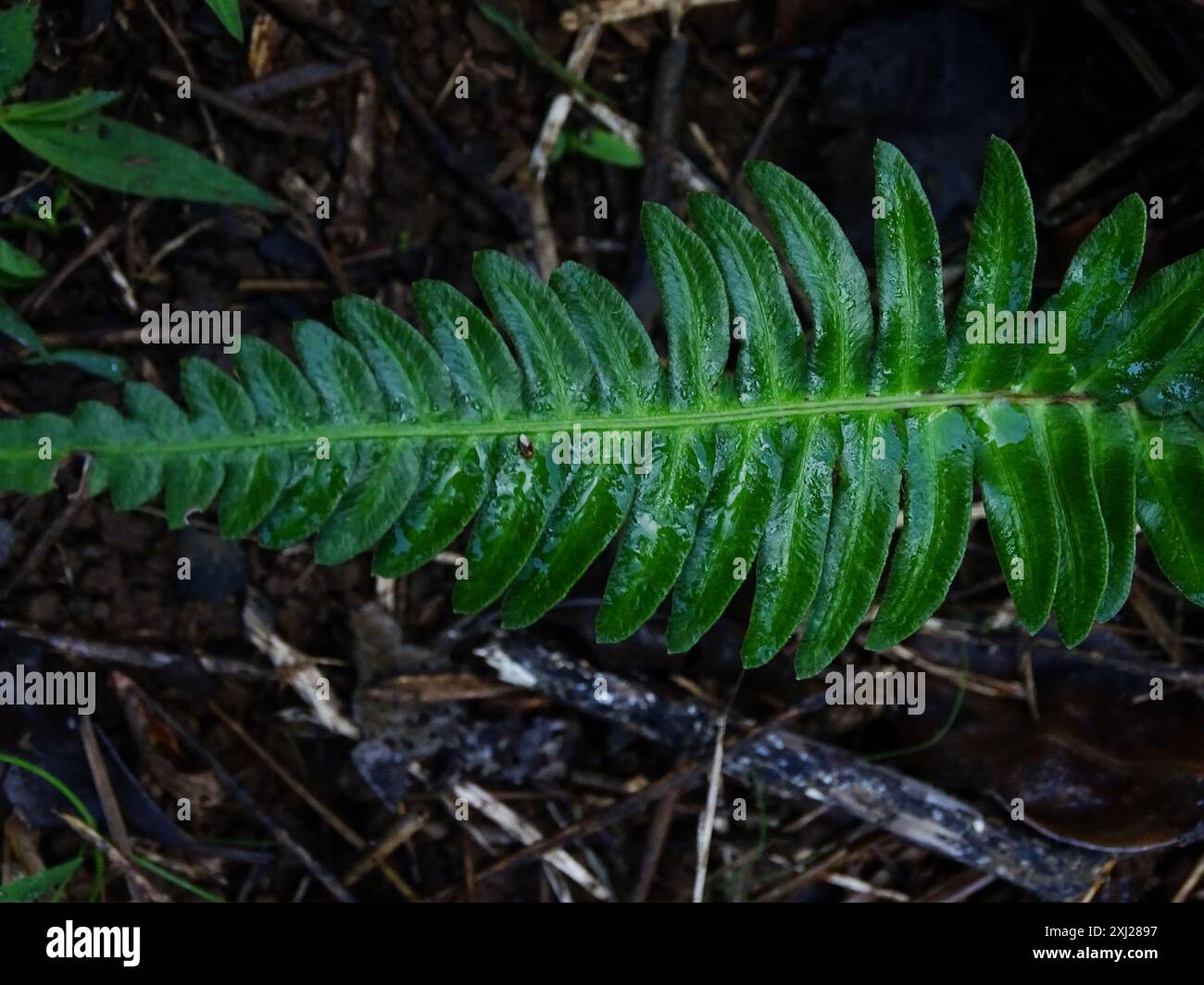 palm fern (Blechnum appendiculatum) Plantae Stock Photo - Alamy