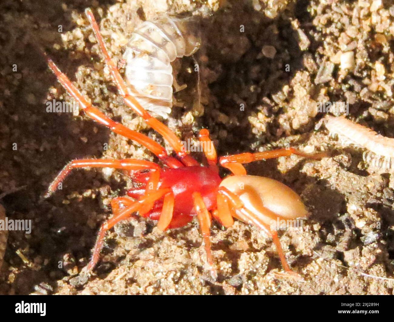 Woodlouse Spider (Dysdera crocata) Arachnida Stock Photo - Alamy