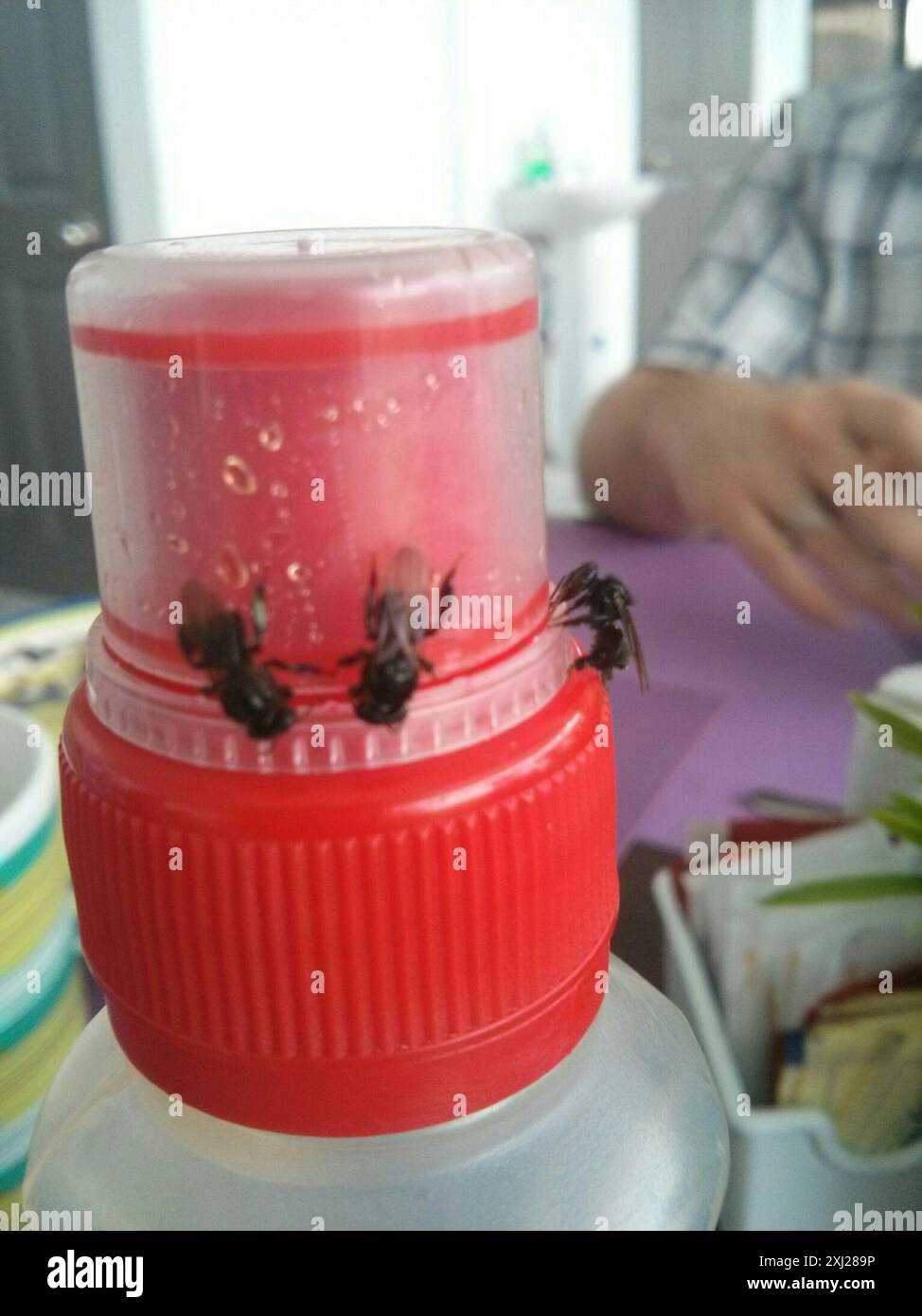 Stingless bees meliponini insecta hi-res stock photography and images ...