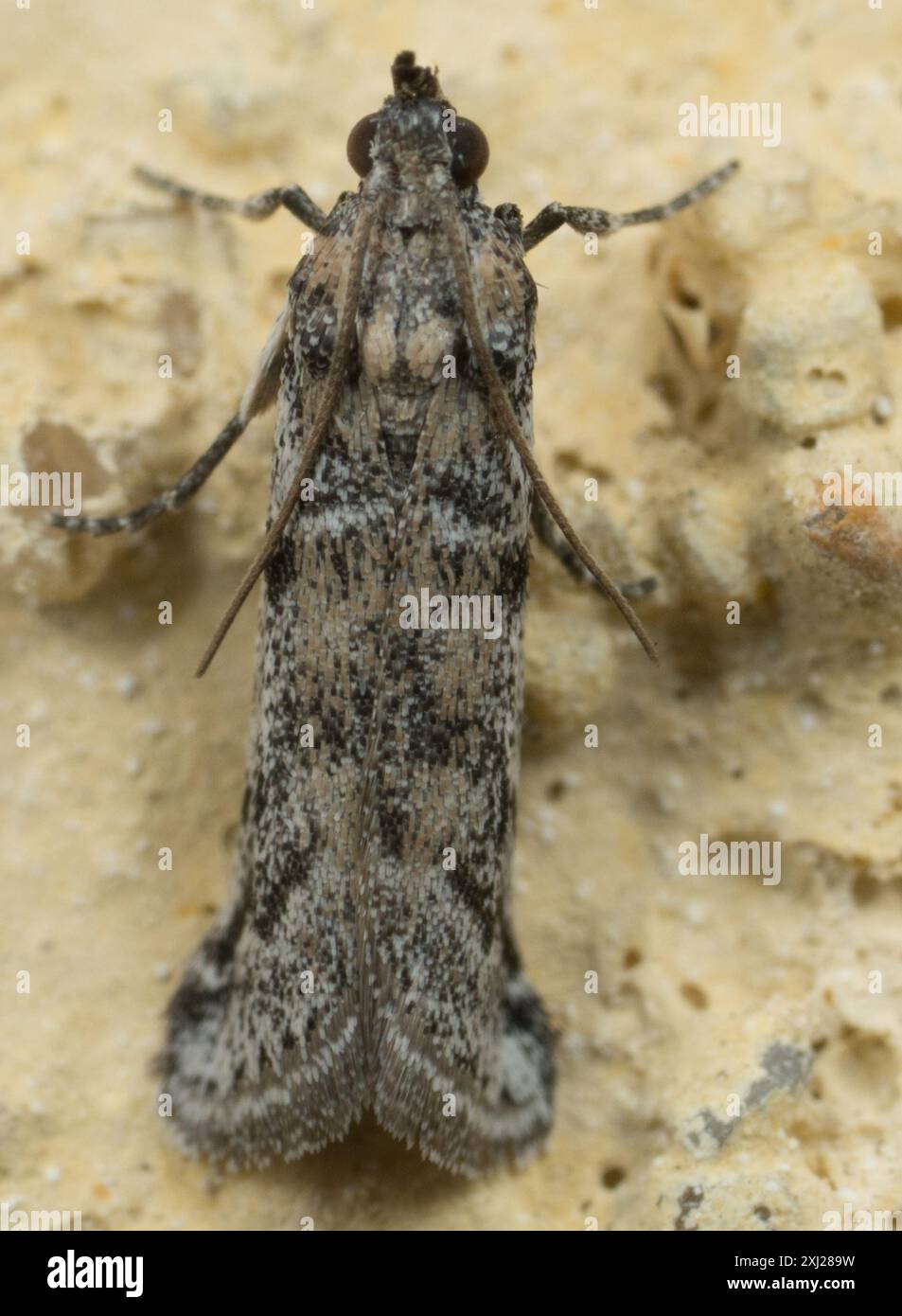 Knot-horn Moths (Phycitinae) Insecta Stock Photo - Alamy