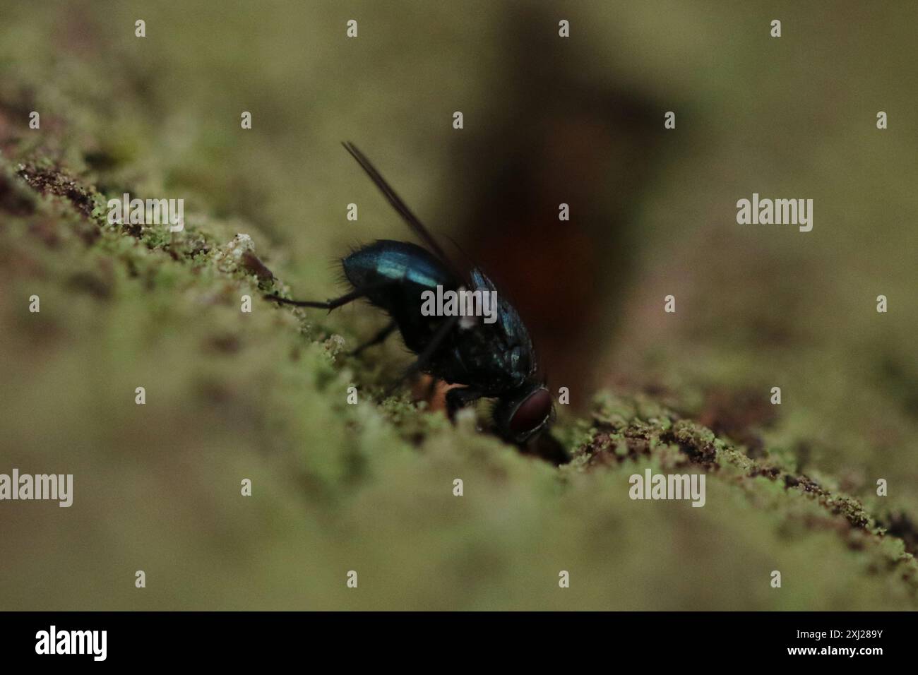 Shiny Blue Bottle Fly (Cynomya cadaverina) Insecta Stock Photo - Alamy