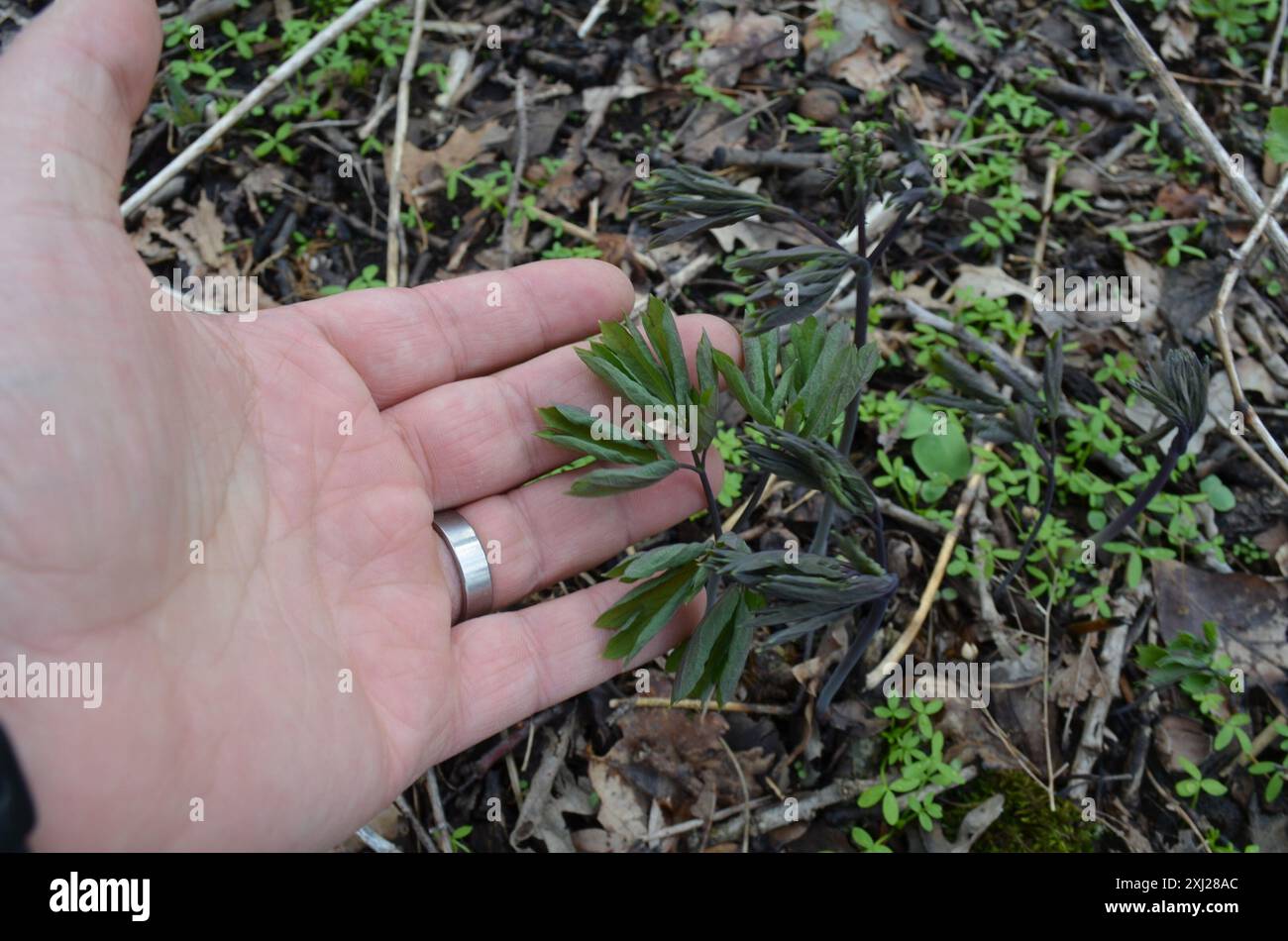 blue cohosh (Caulophyllum thalictroides) Plantae Stock Photo - Alamy