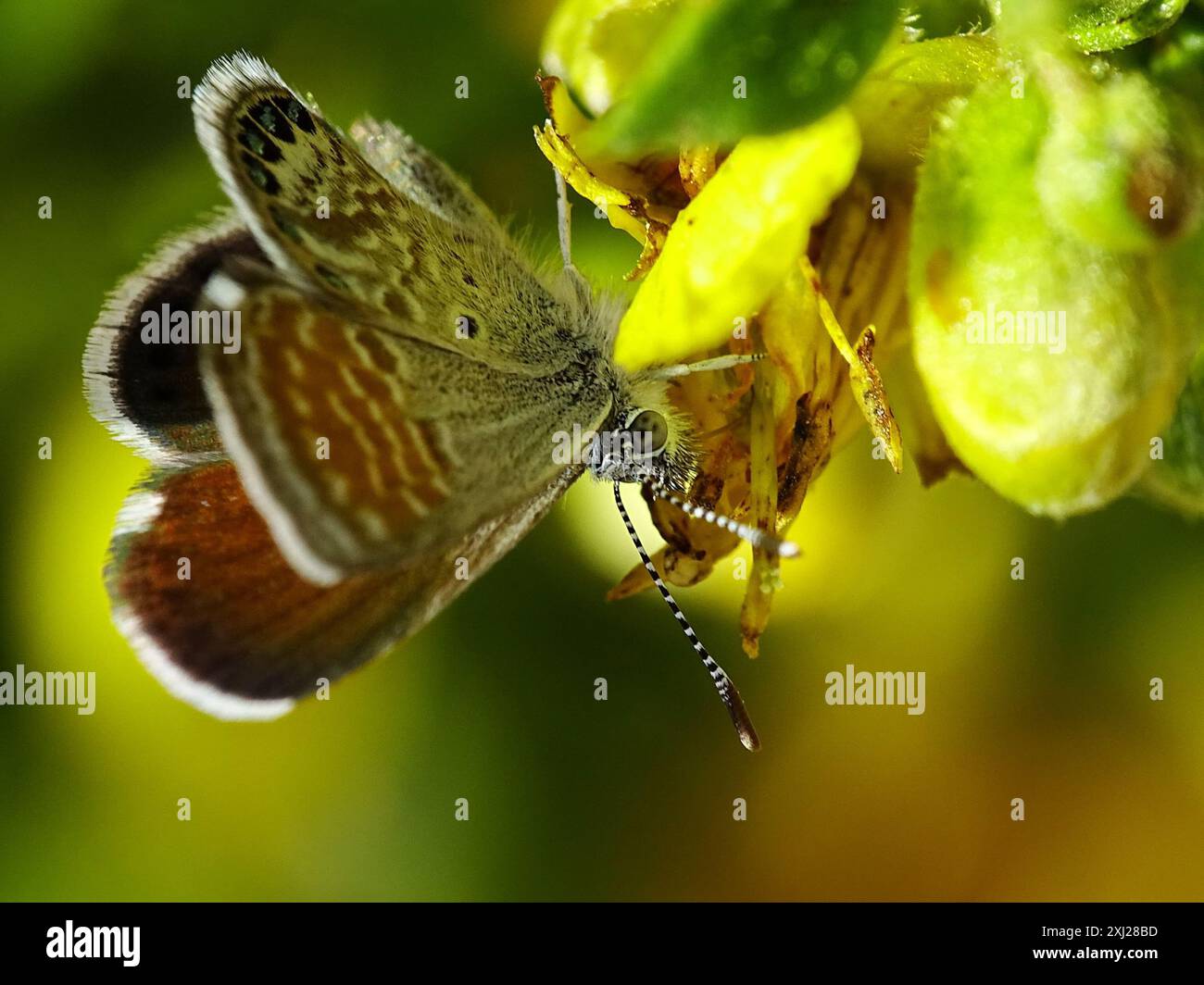 Western Pygmy-Blue (Brephidium exilis) Insecta Stock Photo - Alamy