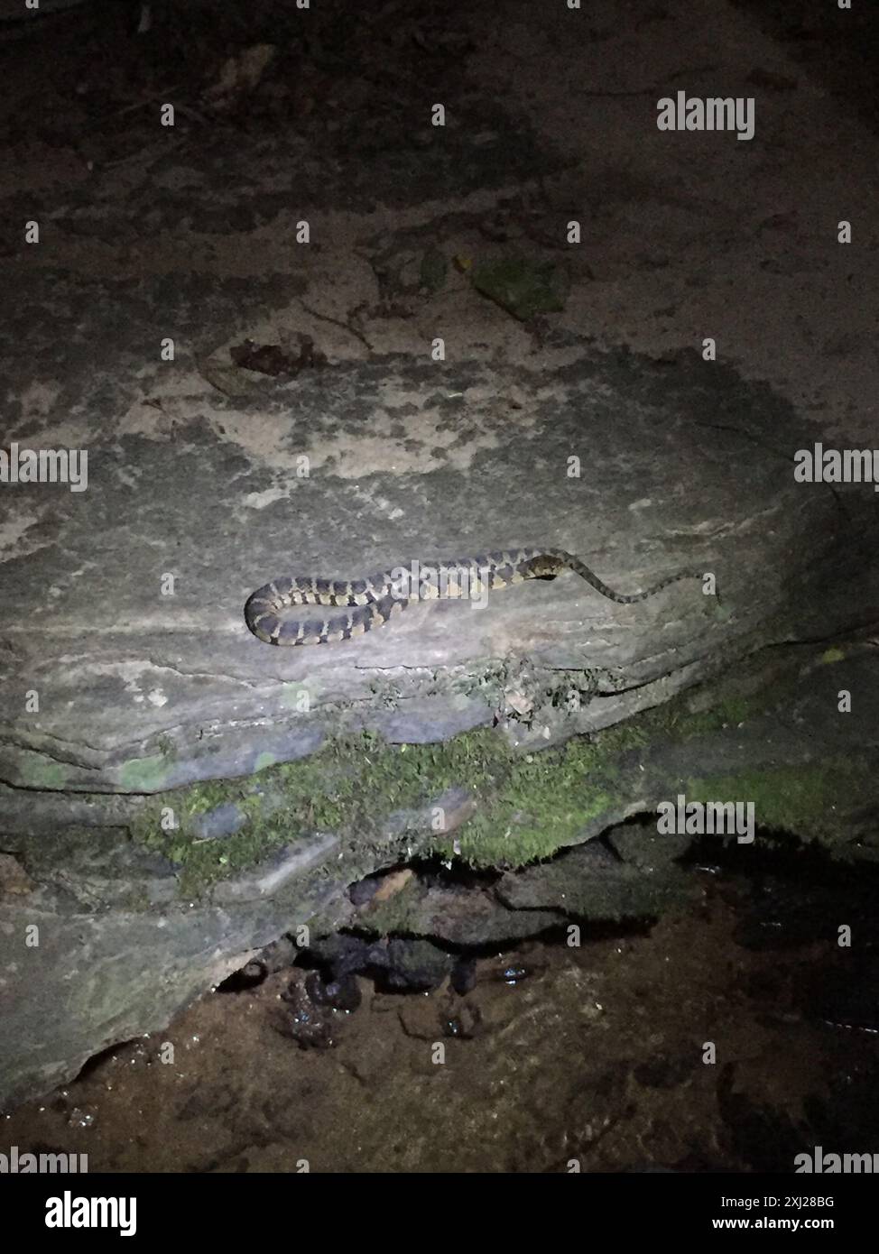 Common Watersnake (Nerodia sipedon) Reptilia Stock Photo - Alamy