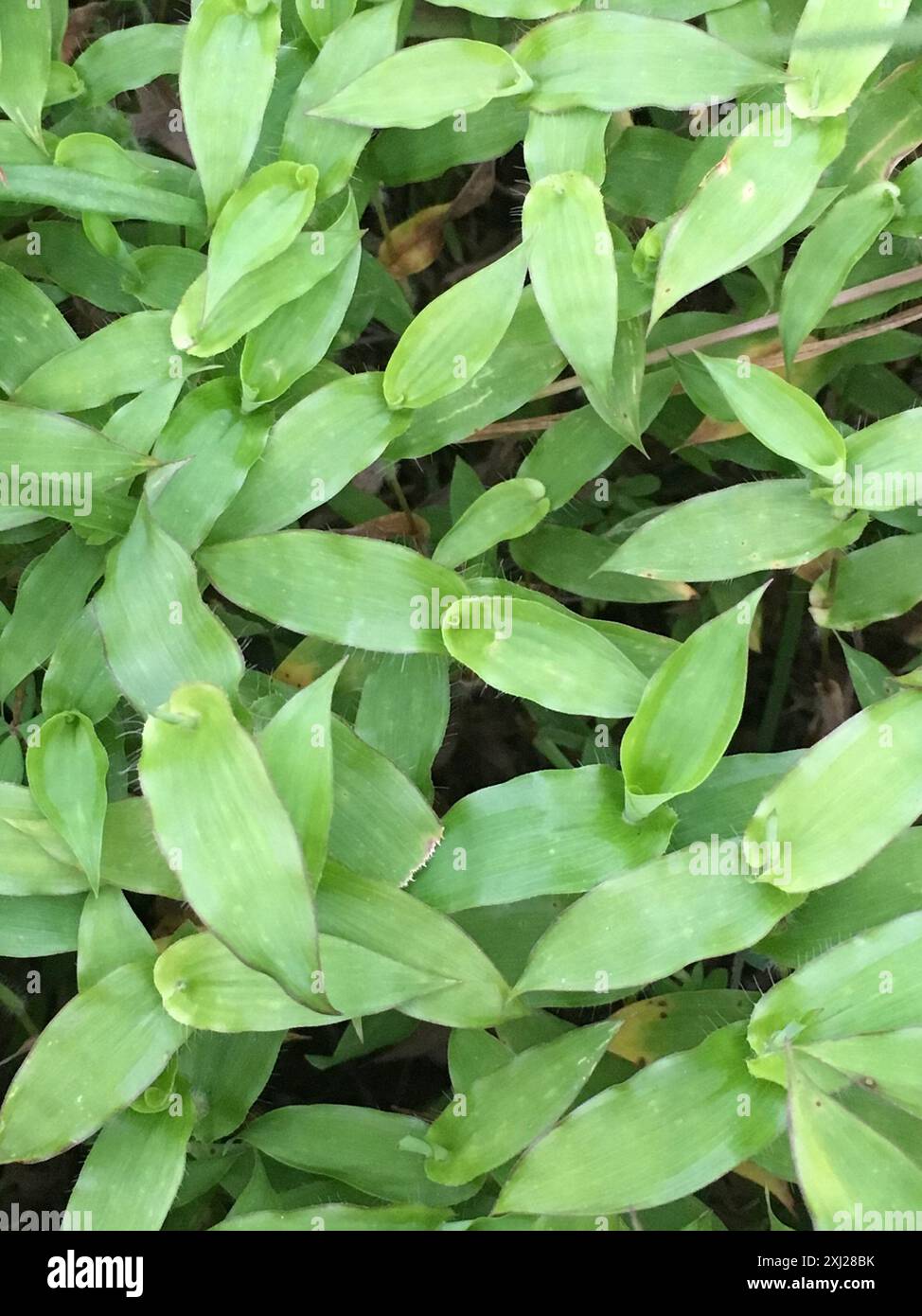 small carpetgrass (Arthraxon hispidus) Plantae Stock Photo - Alamy