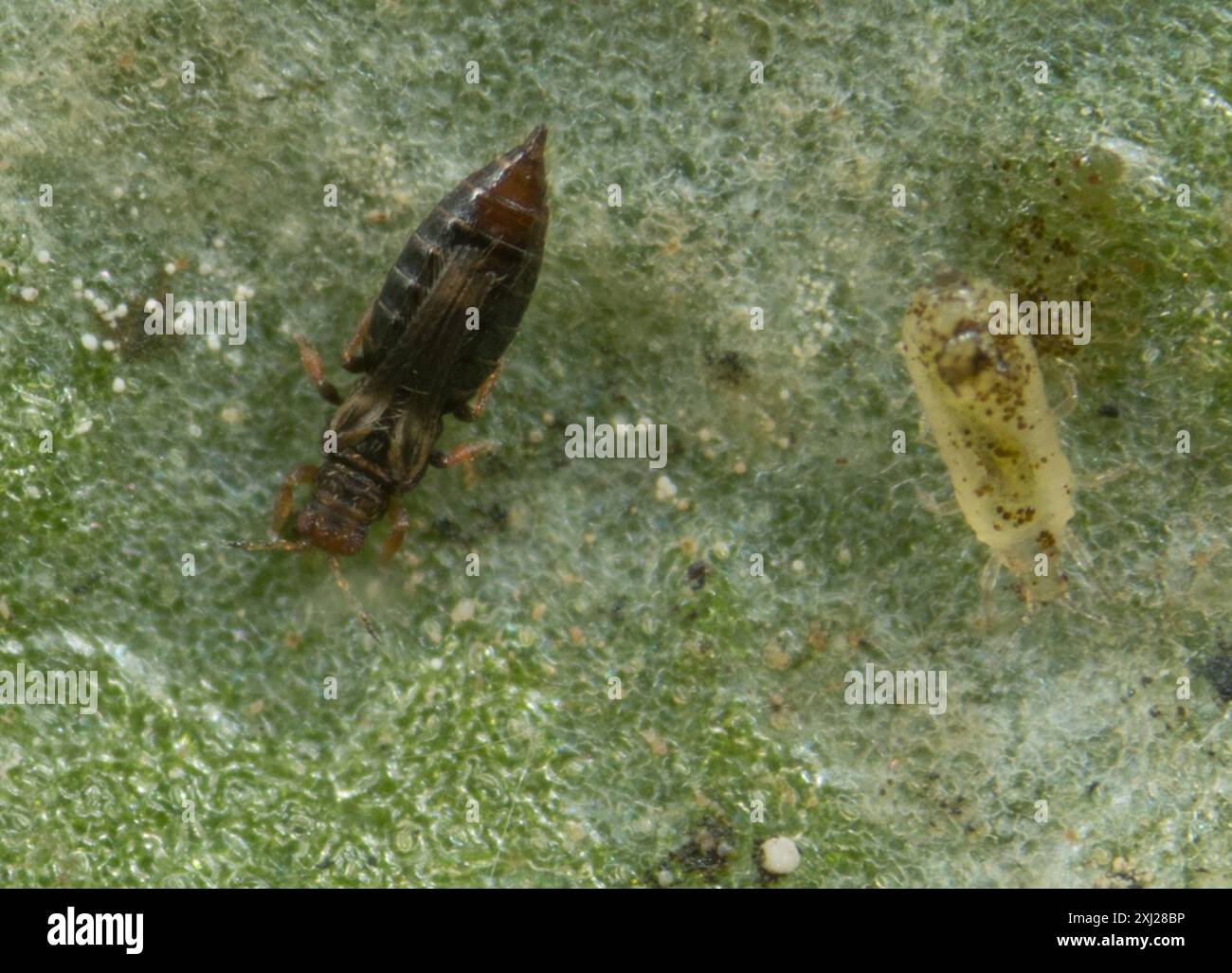 (Hercinothrips femoralis) Insecta Stock Photo - Alamy
