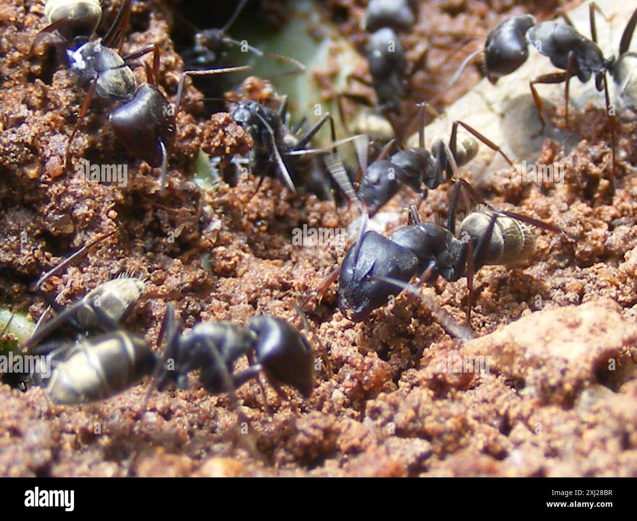 Shiny sugar ant (Camponotus cinctellus) Insecta Stock Photo - Alamy