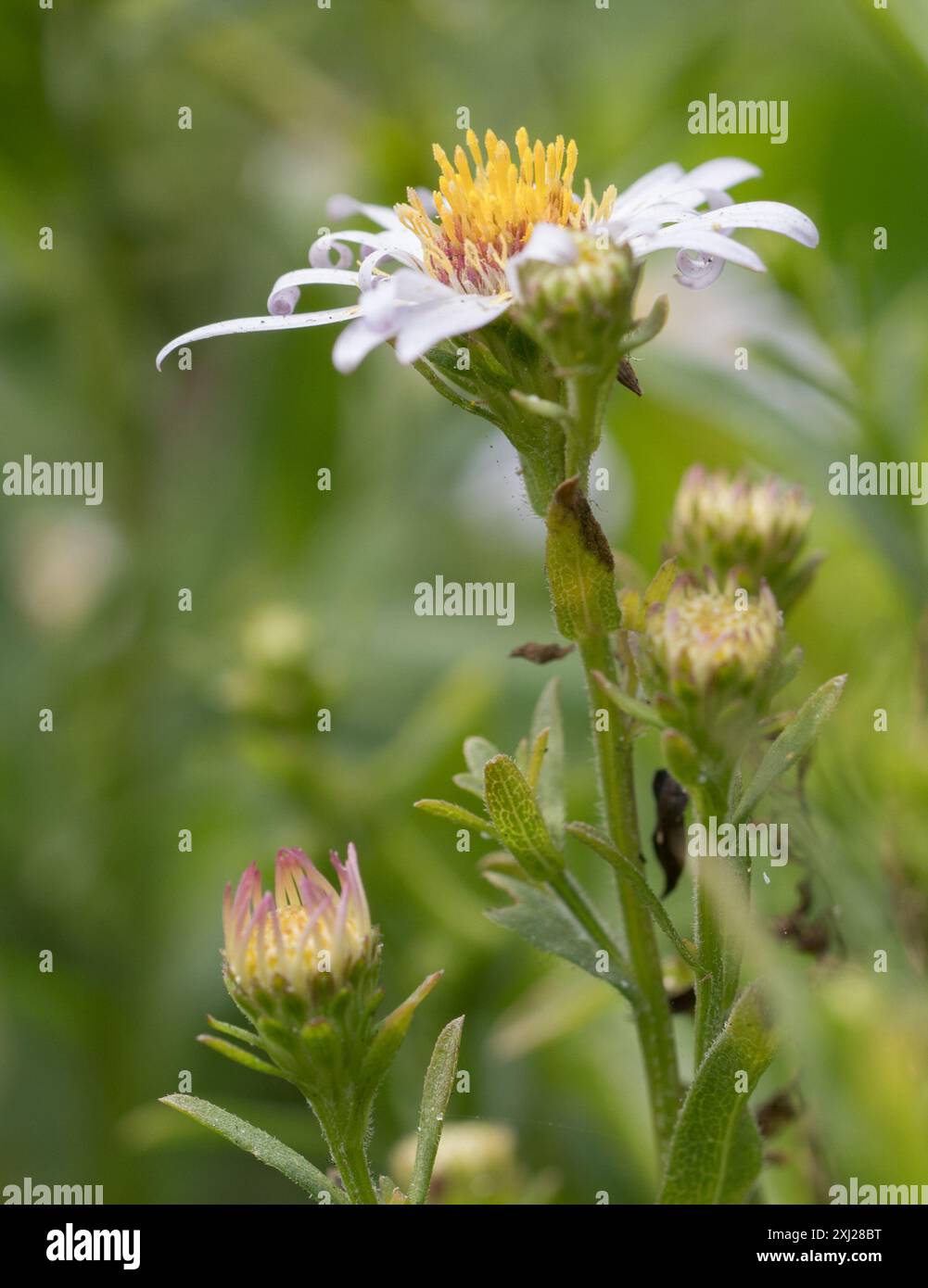 Pacific Aster (Symphyotrichum chilense) Plantae Stock Photo - Alamy