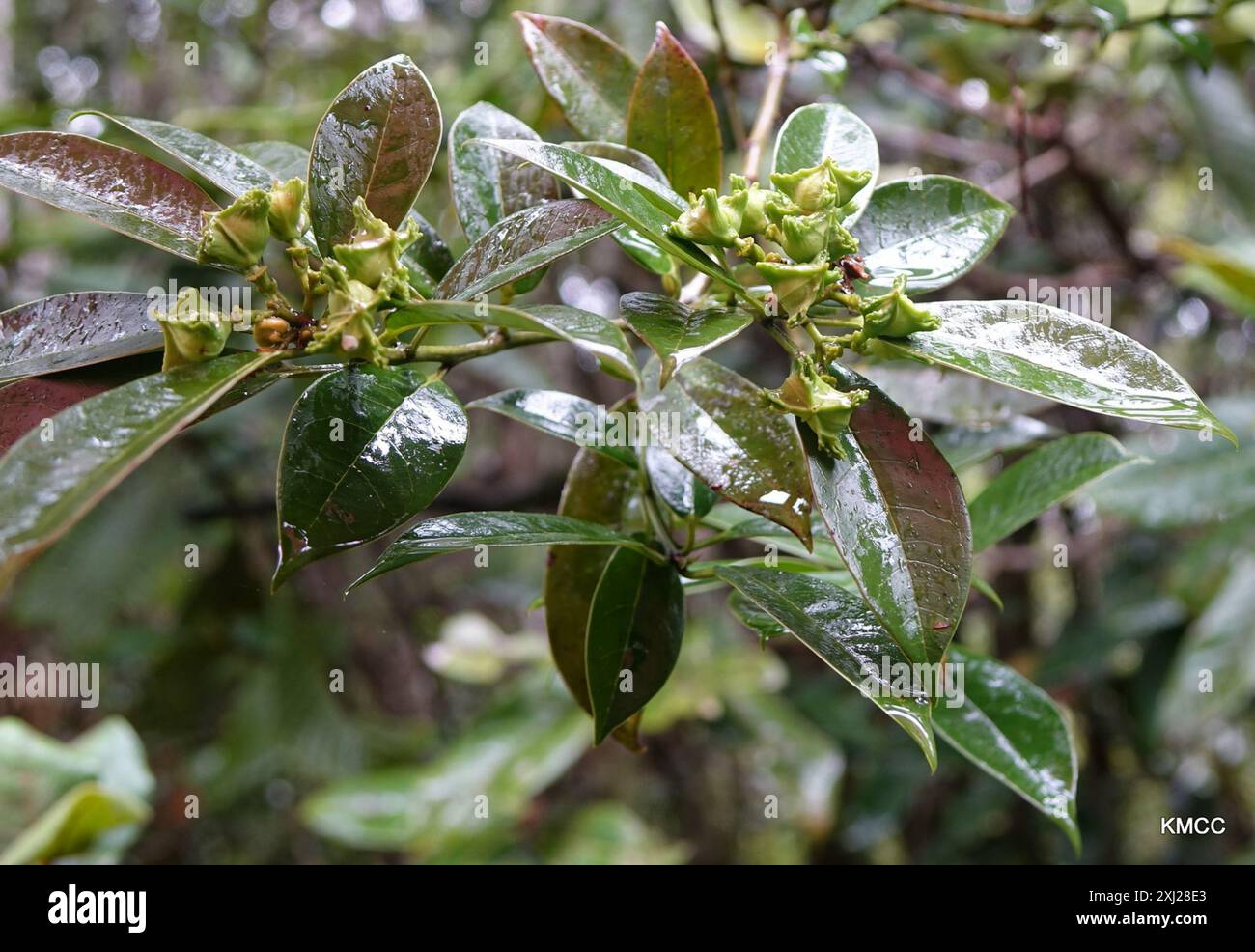 (Euphorbia tetraptera) Plantae Stock Photo - Alamy