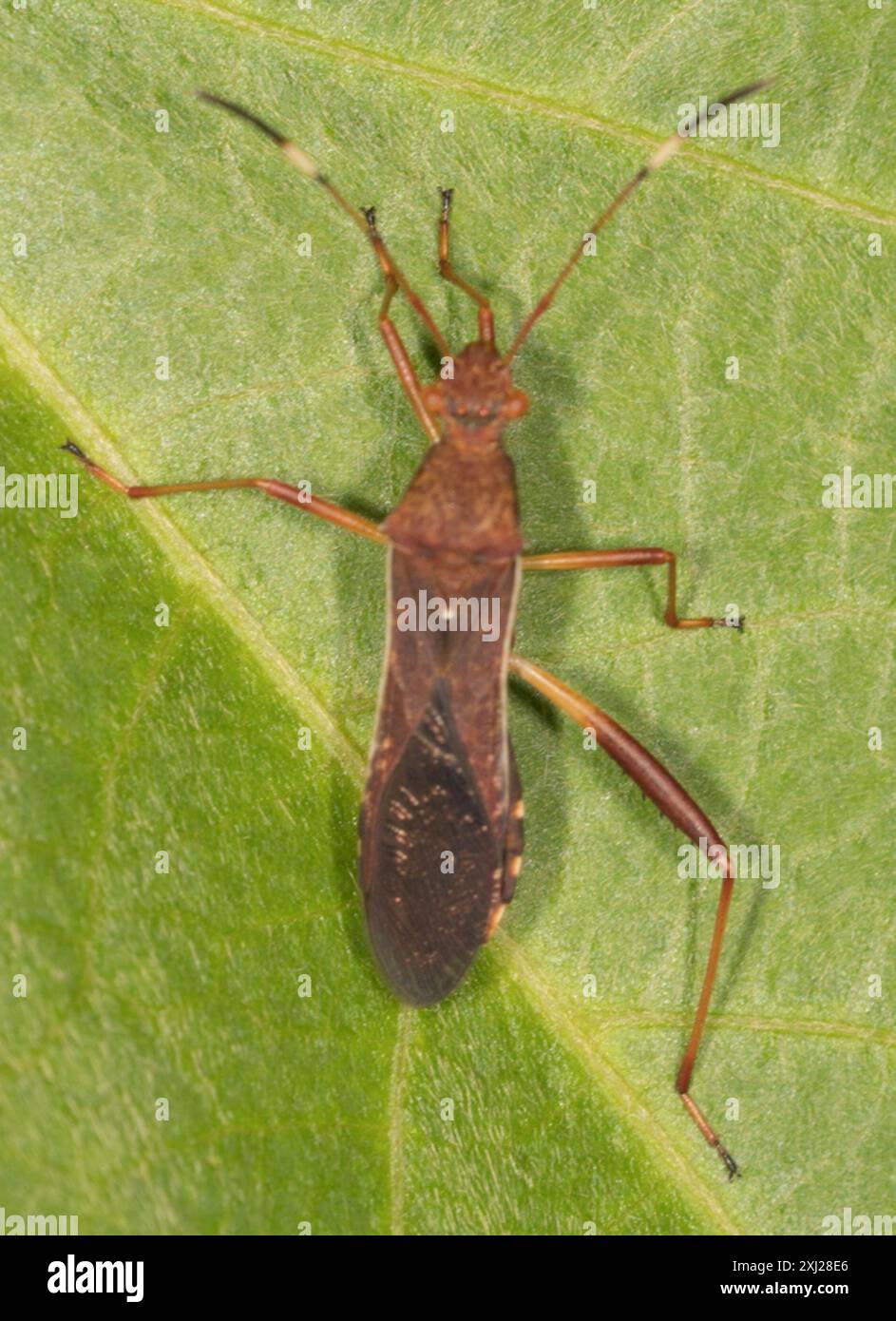 Lupine Bug (Megalotomus quinquespinosus) Insecta Stock Photo - Alamy