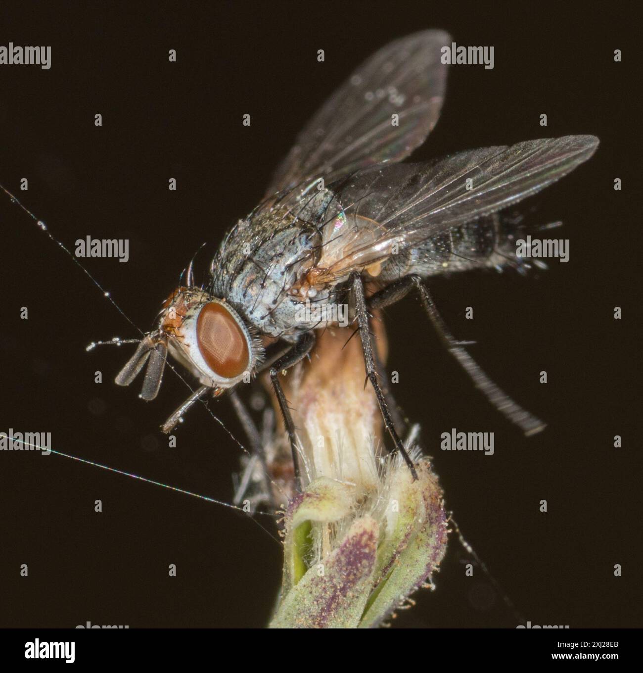 Bristle Flies (Tachinidae) Insecta Stock Photo - Alamy
